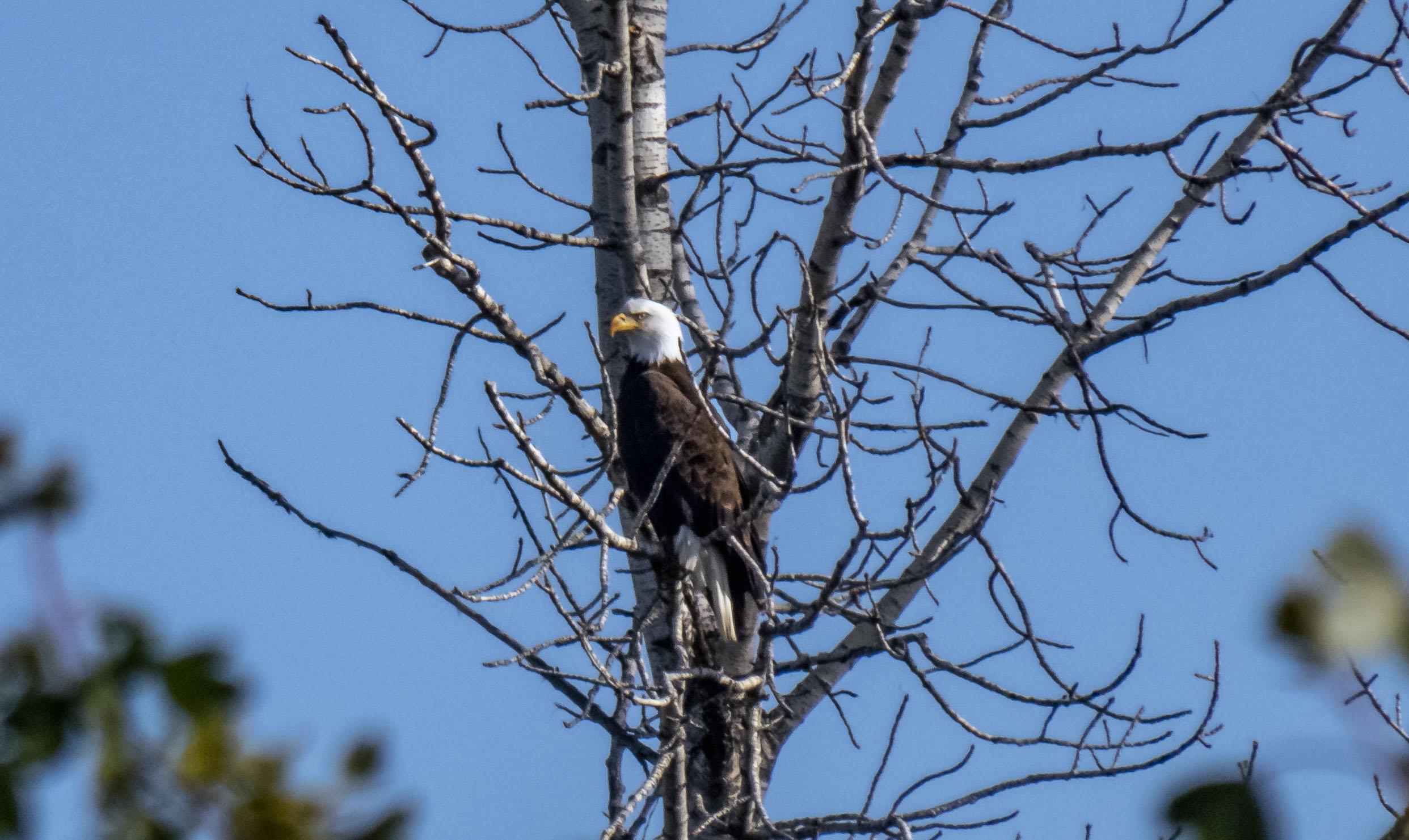 Bald Eagle on Boise River Today | Scrolller