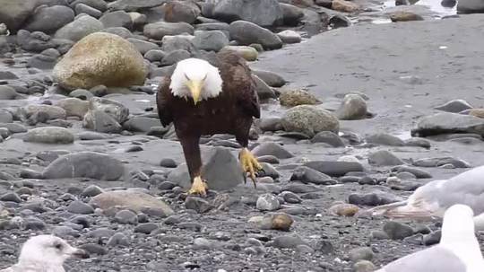 Bald eagle walking among the gulls | Scrolller