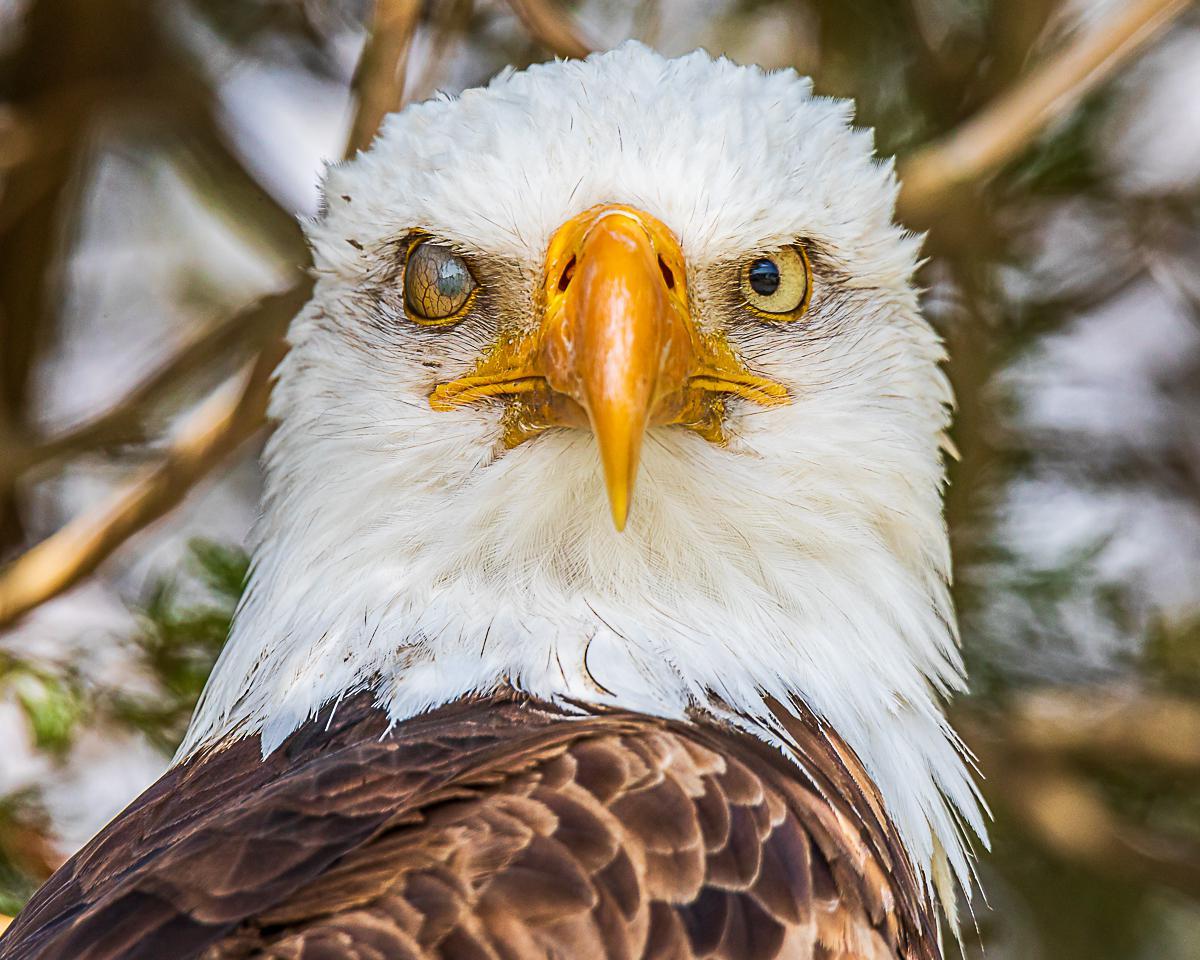 Bald Eagle winking at me with it's nictitating eyelid, don't worry, it's eye is just fine ...