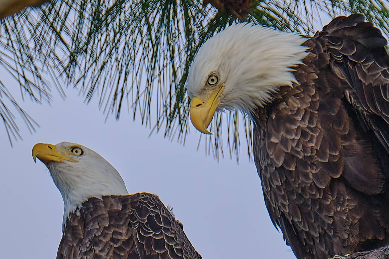 Discover more like Wildlifephotography: Bald eagles in Florida and Related Content | Scrolller