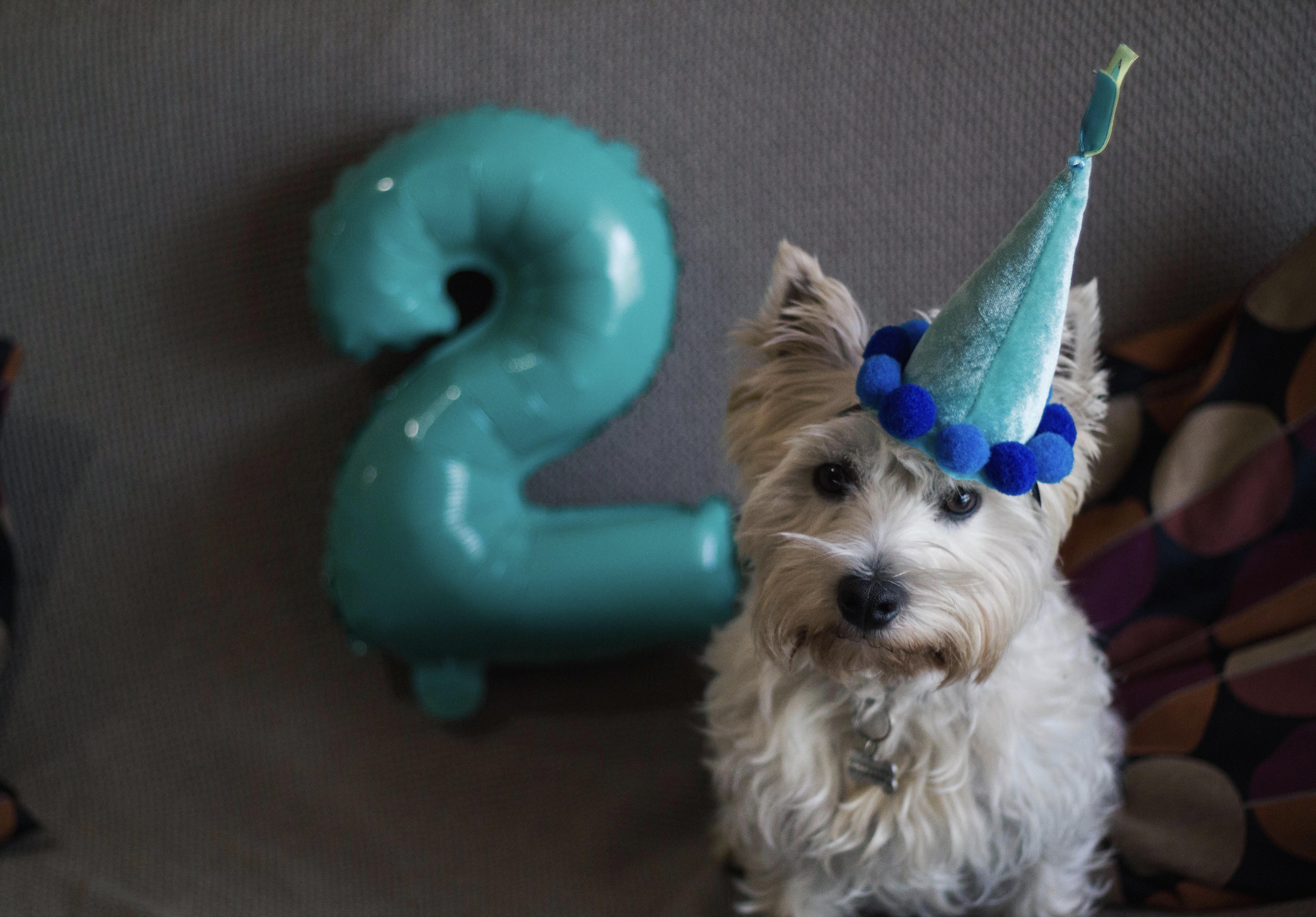 Bali is 2 🥳 | Scrolller