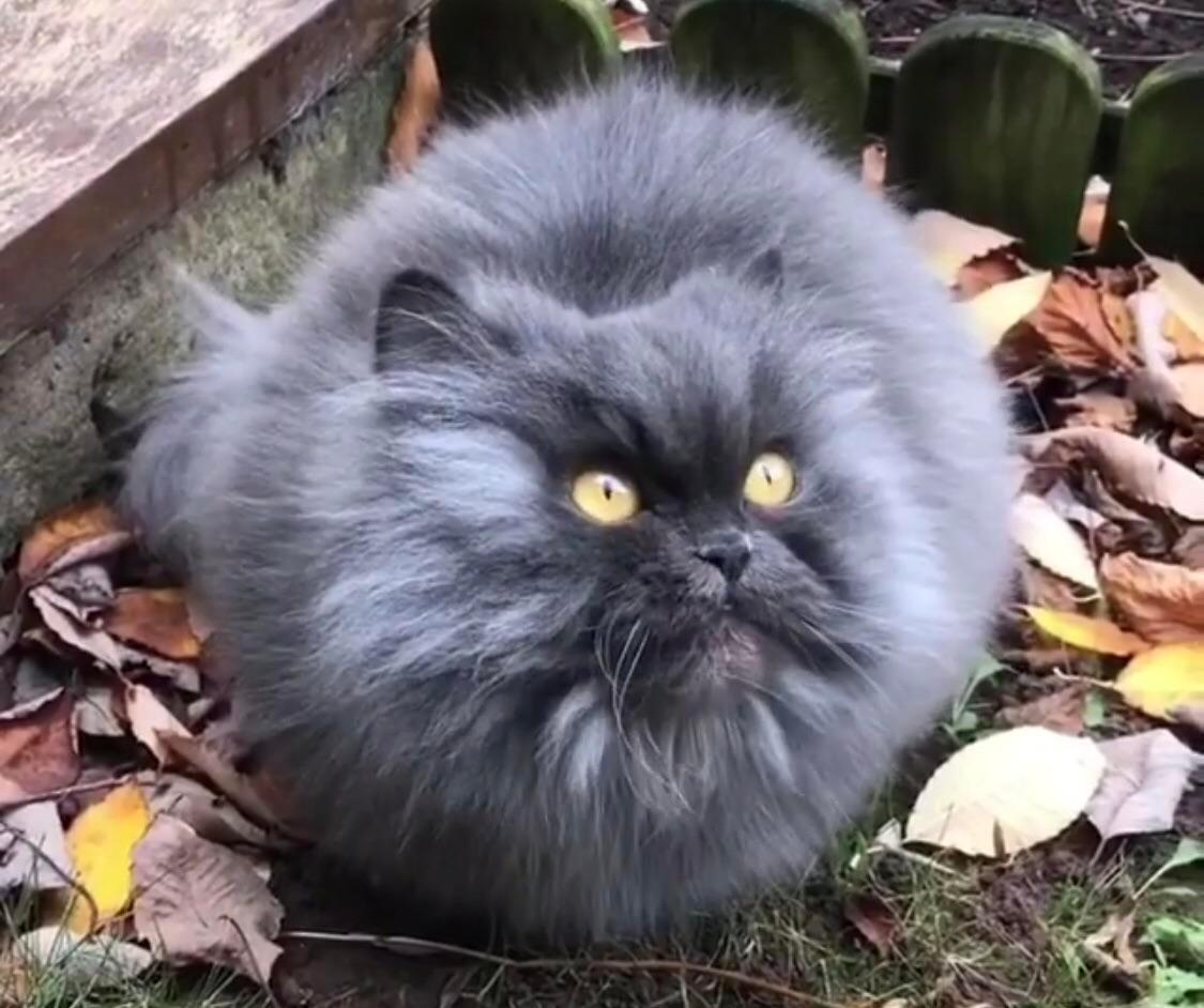 Ball of Floof | Scrolller