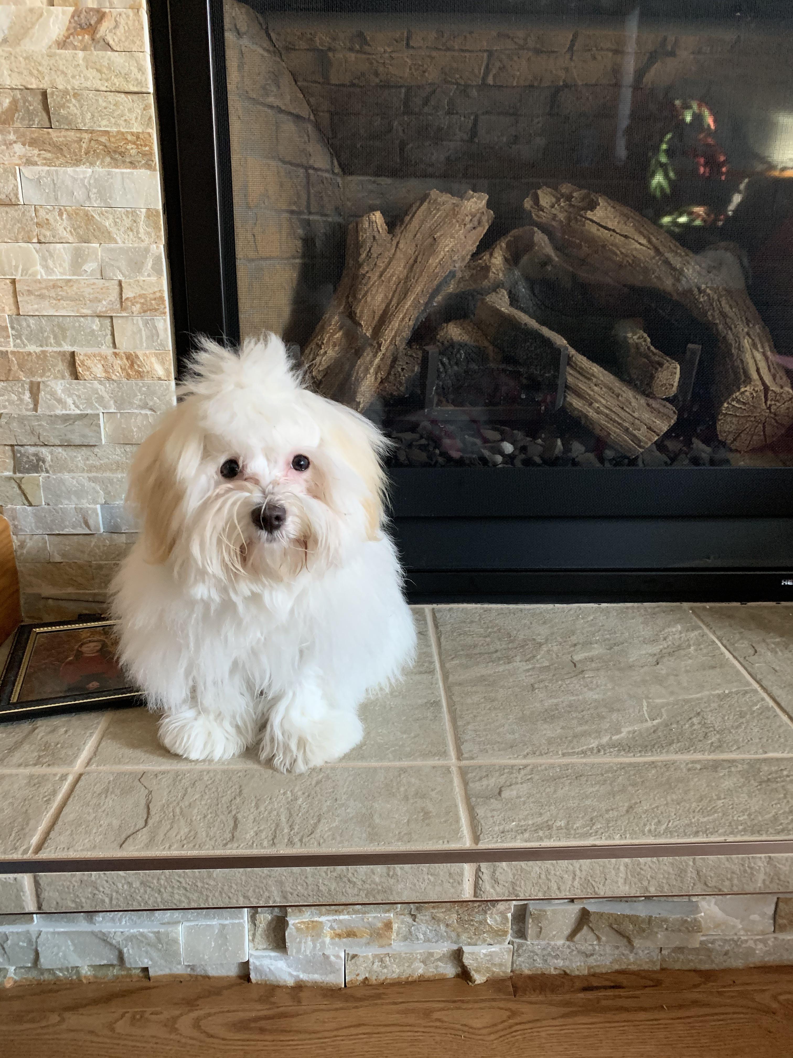 Ball of floof got pretty sits | Scrolller