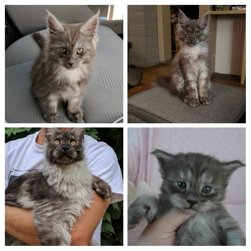 Baloo, Zero to Six Months | Scrolller