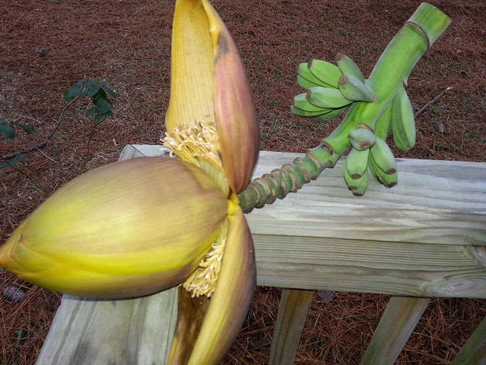 Banana Bloom and mini bananas | Scrolller