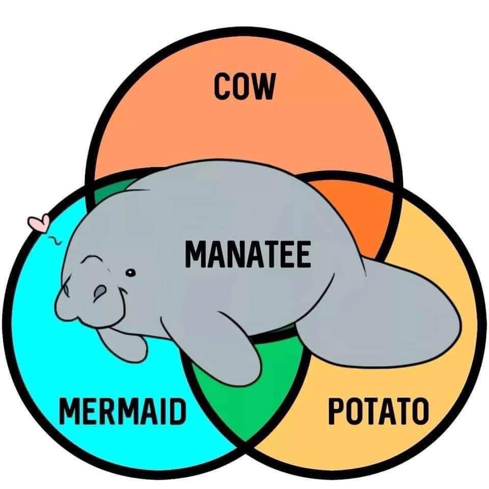 "Barbara Manatee!" | Scrolller