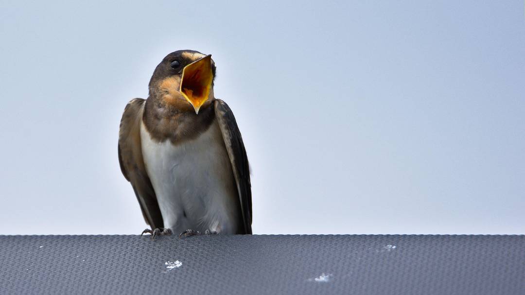 Barn swallow making noise. :-) | Scrolller
