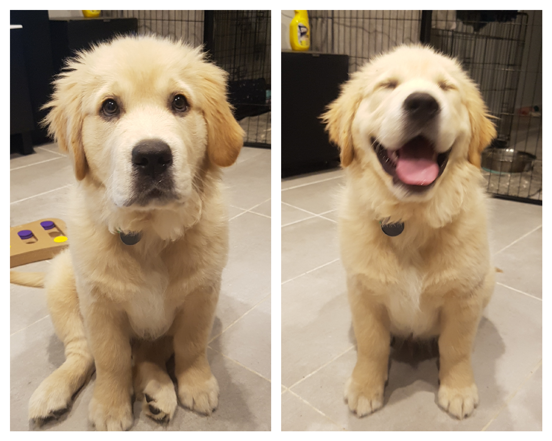Barney before and after asking him "Who's a good boy?" | Scrolller