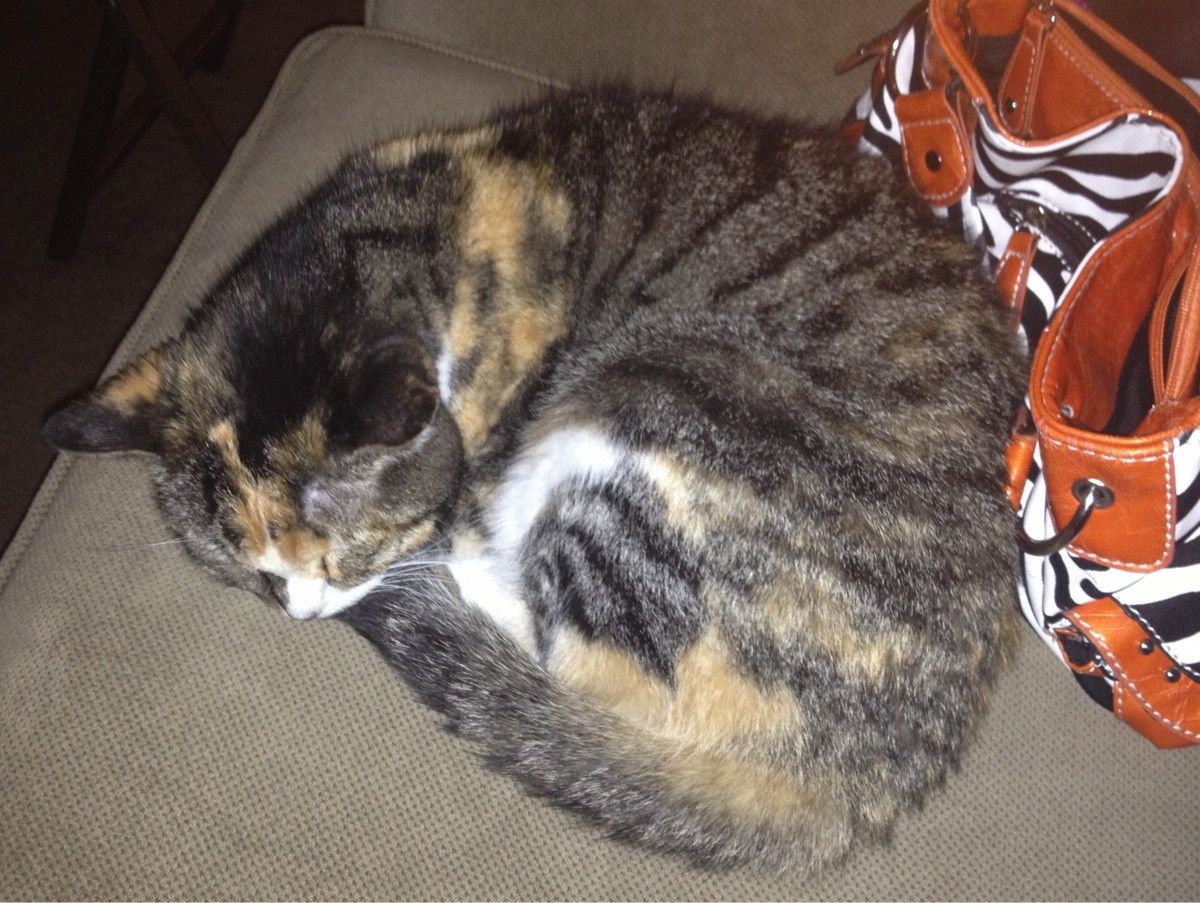 Barney the Cat missing. Please help. Hewitt, Royalton Village Apts. Royalton Dr. and Majestic Dr ...