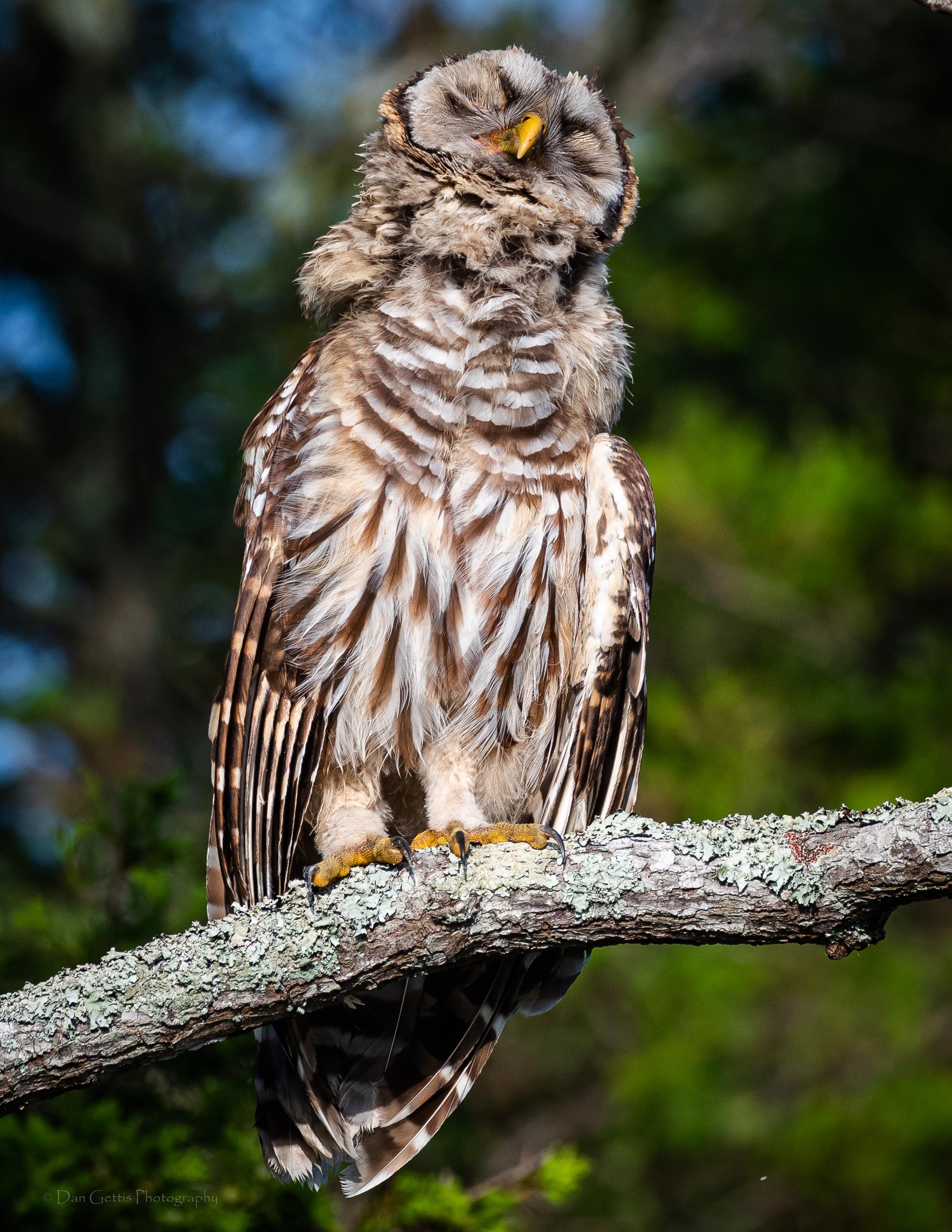 Barred Owl getting its morning stretches in - North Carolina | Scrolller