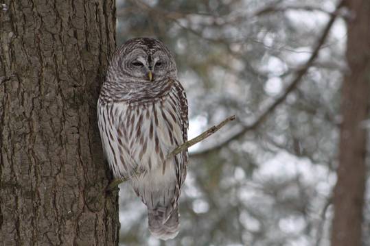 Barred Owl in Ontario, Canada | Scrolller