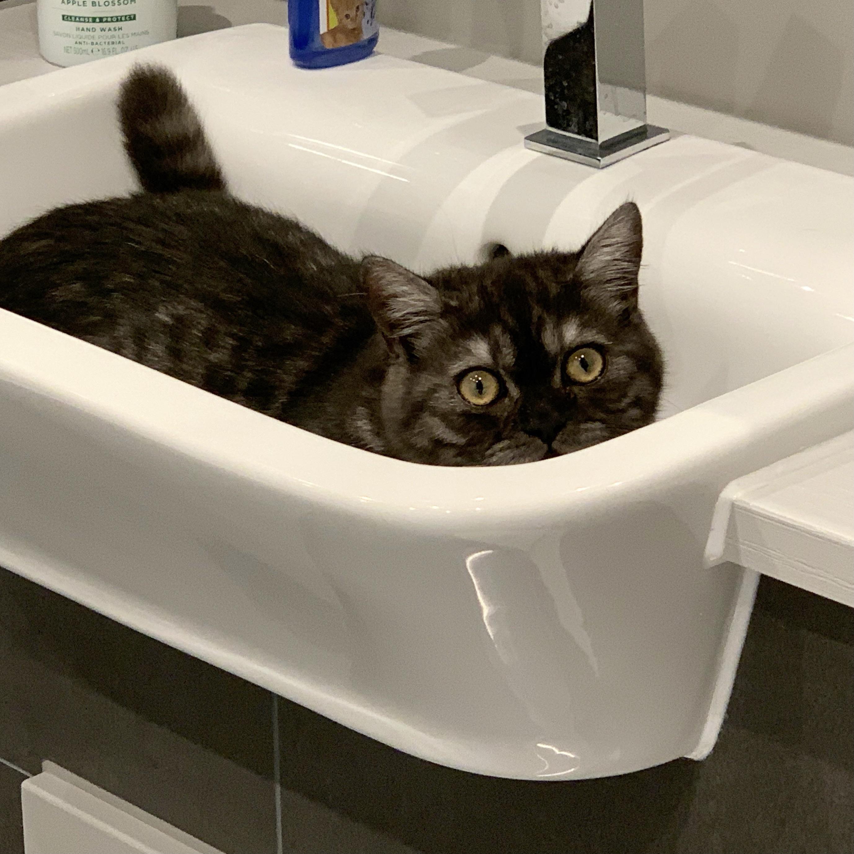 Barry discovered sinks this week, he approves! | Scrolller