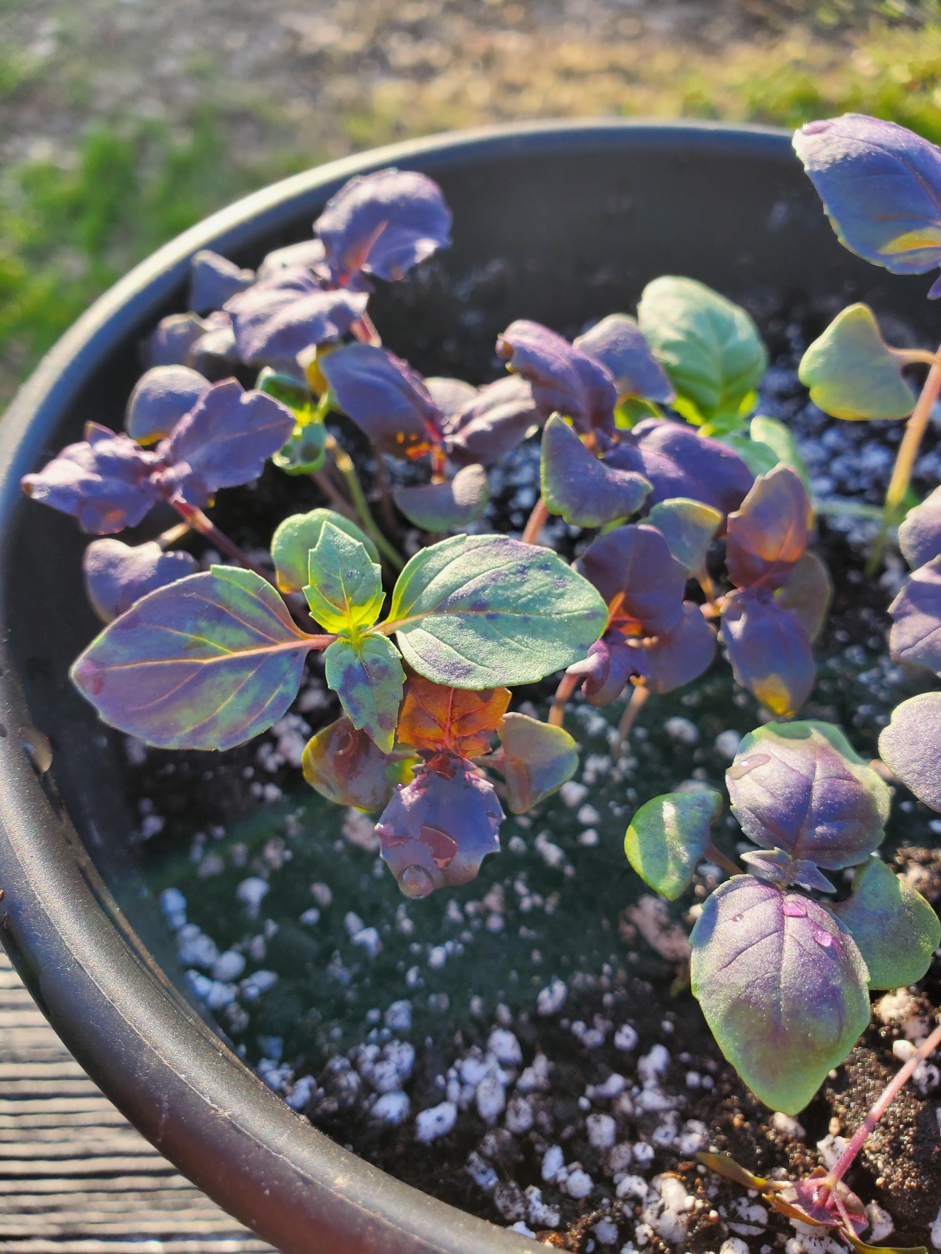 Basil babies. | Scrolller