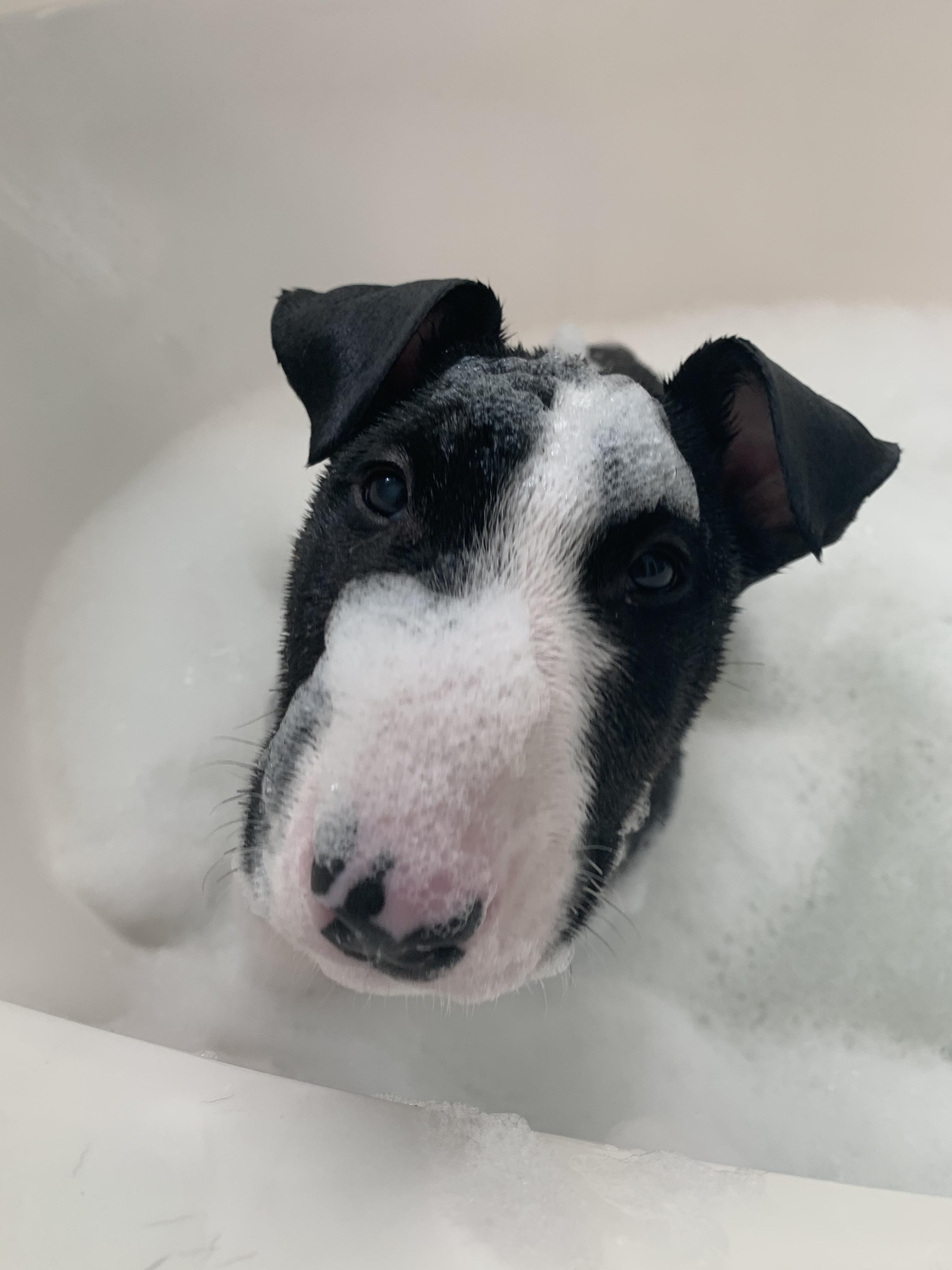 Bath time.! He loves his bubbles. | Scrolller