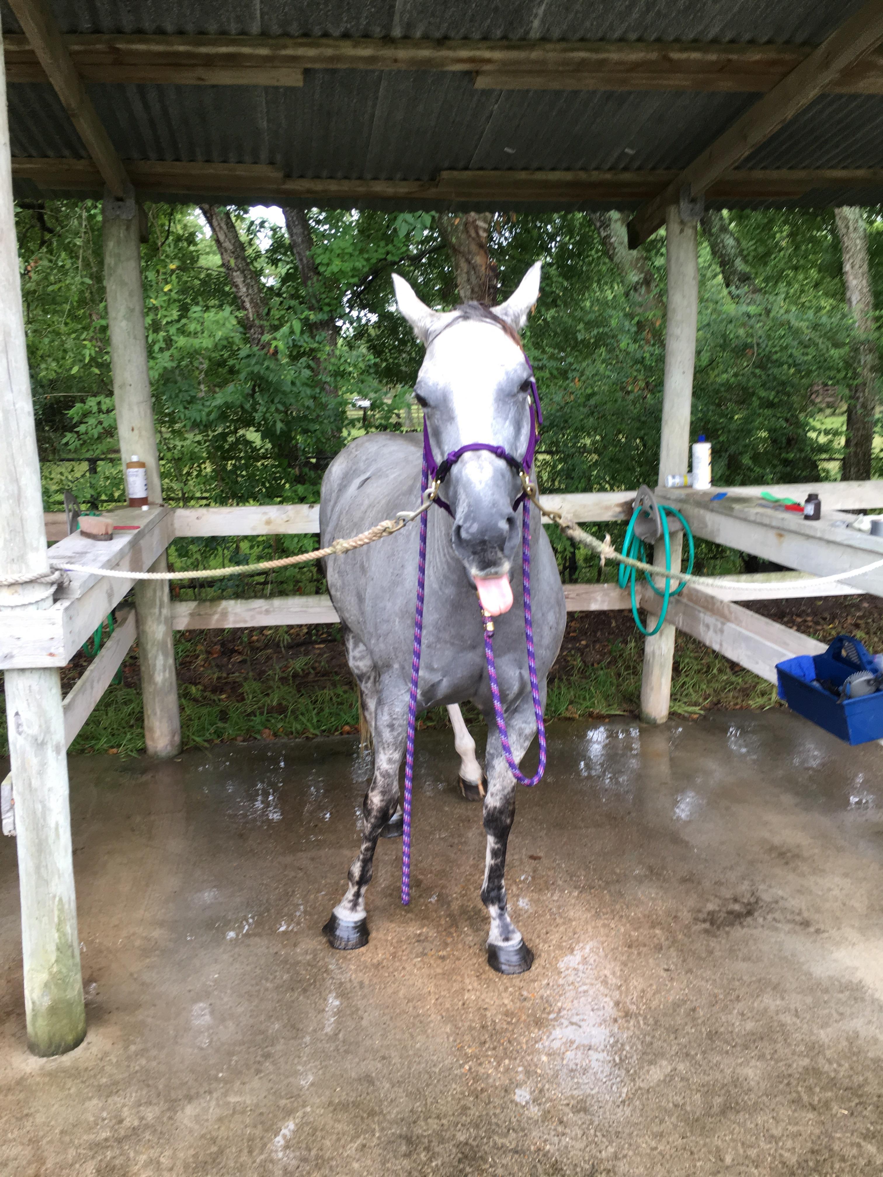Bath time horse blup | Scrolller