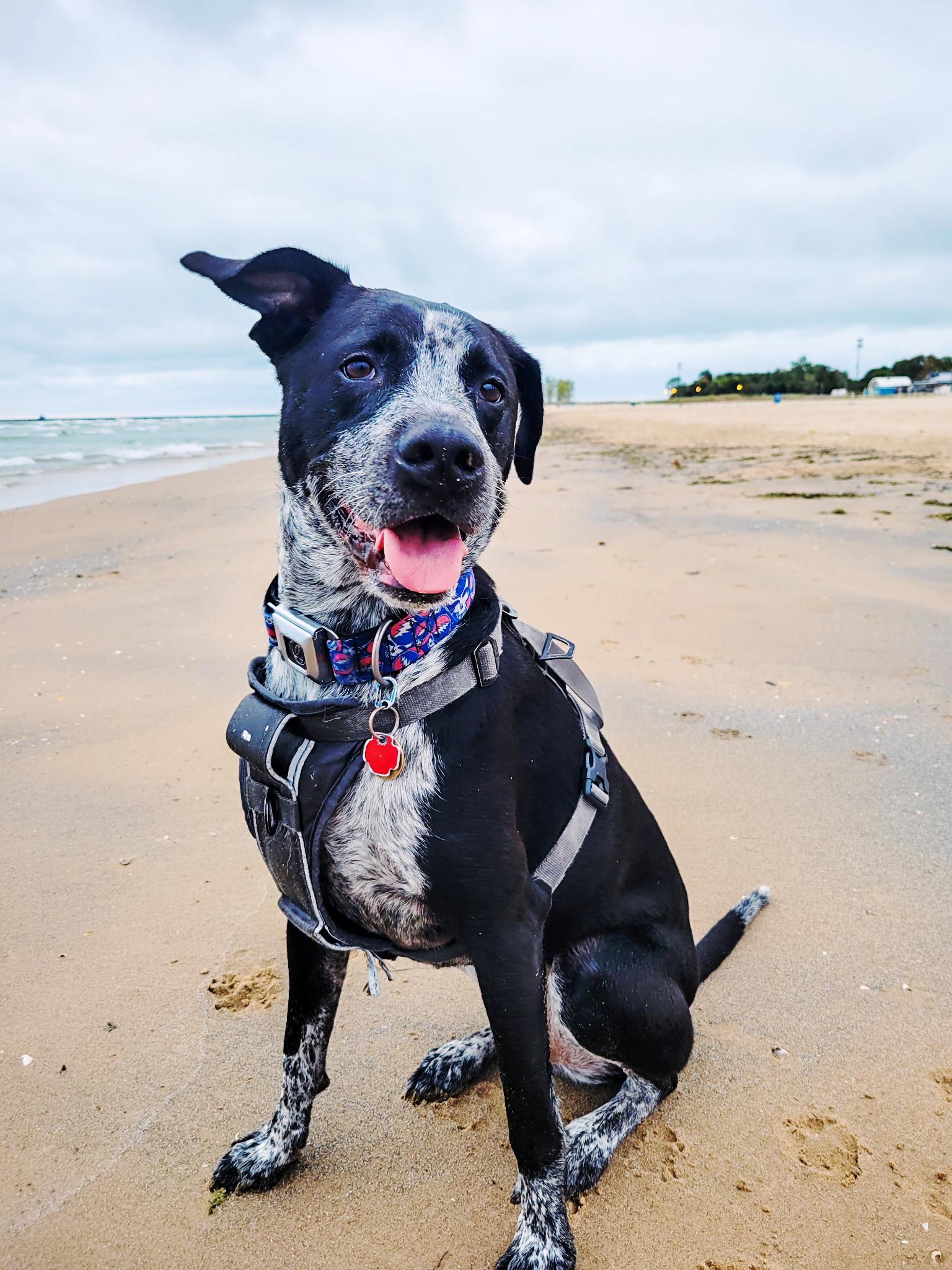 Beach Boy | Scrolller