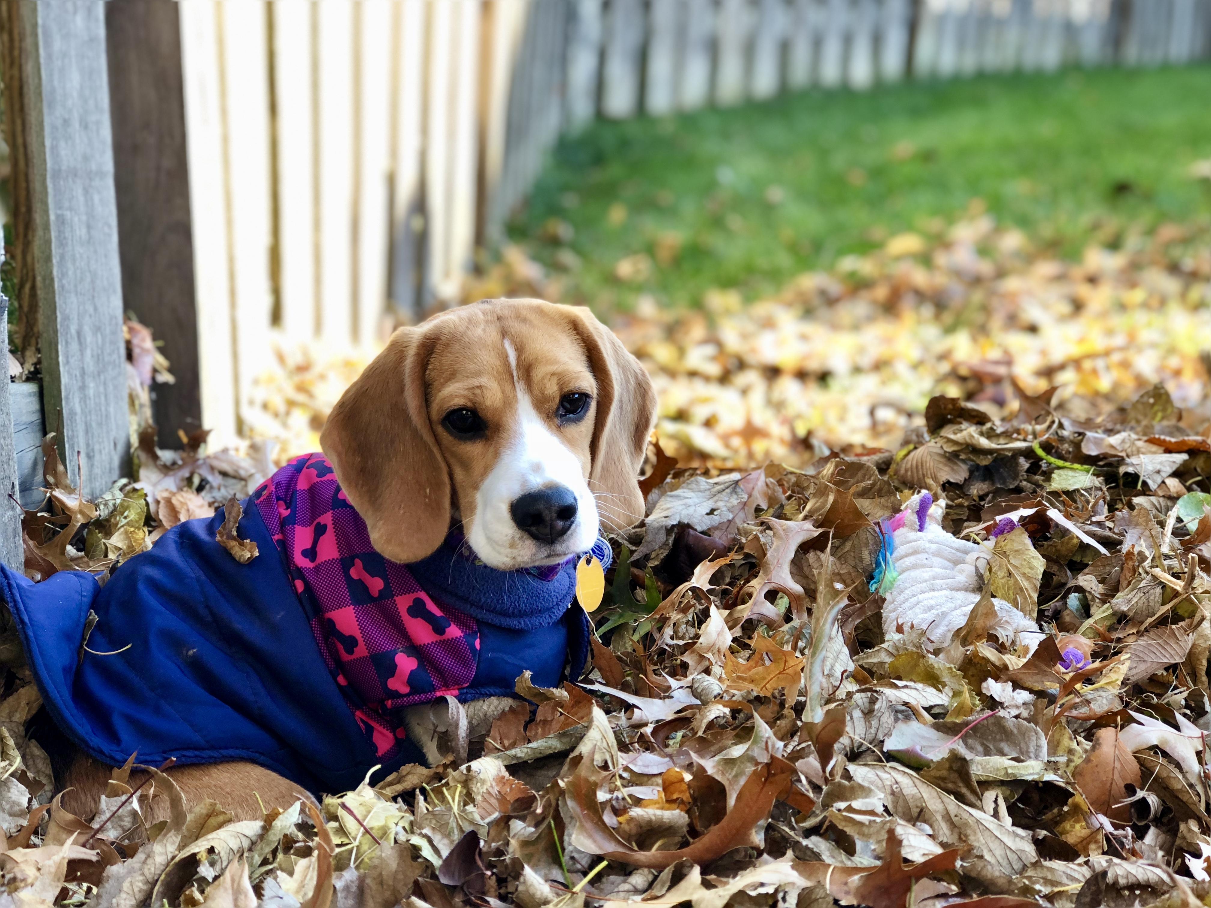 Beagle Pup in a Pile of Leaves | Scrolller