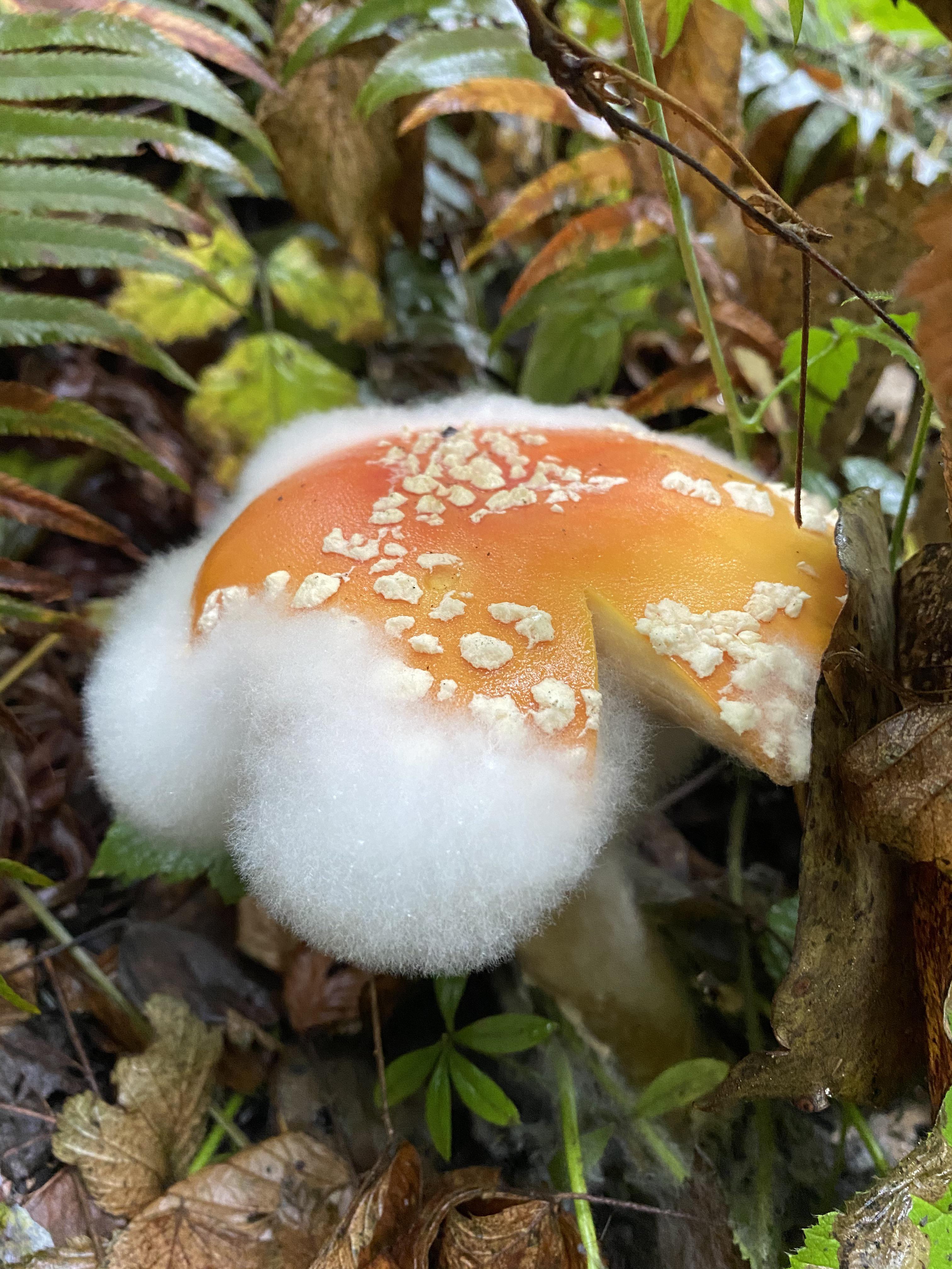 “Bearded” Amanita, Bellingham, WA. | Scrolller