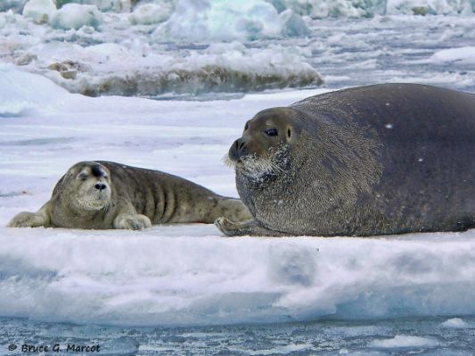 BEARDED CHONK AND LIL BEARDED CHONK | Scrolller
