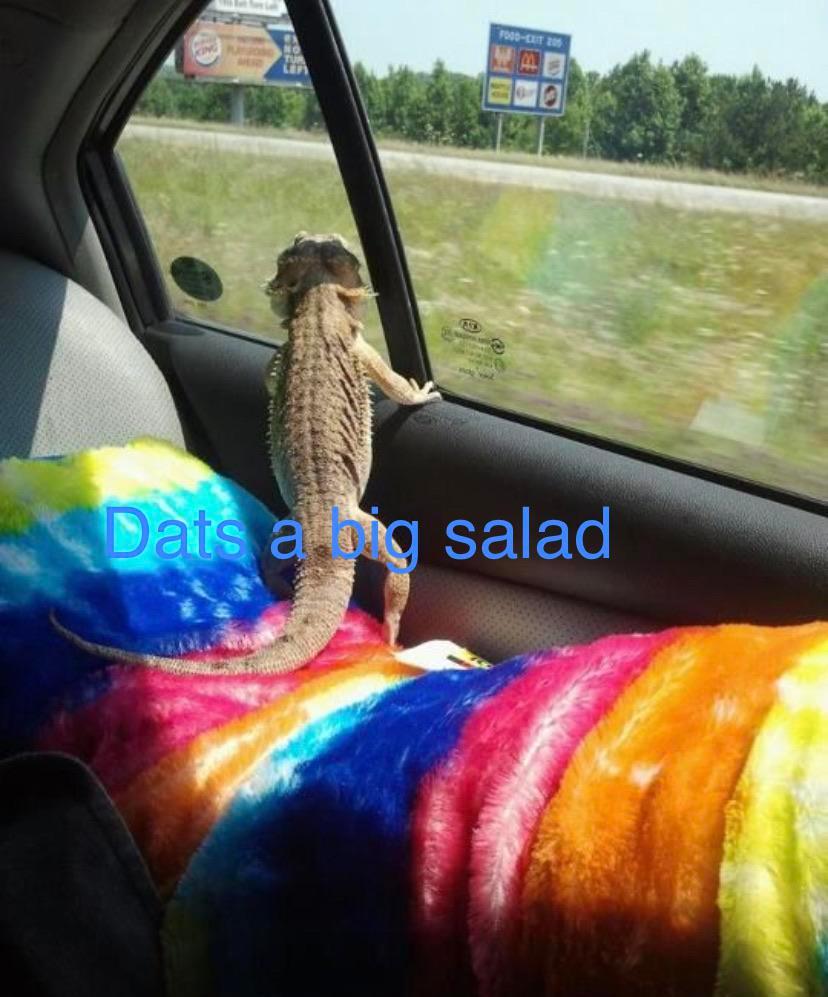 Beardie meme | Scrolller