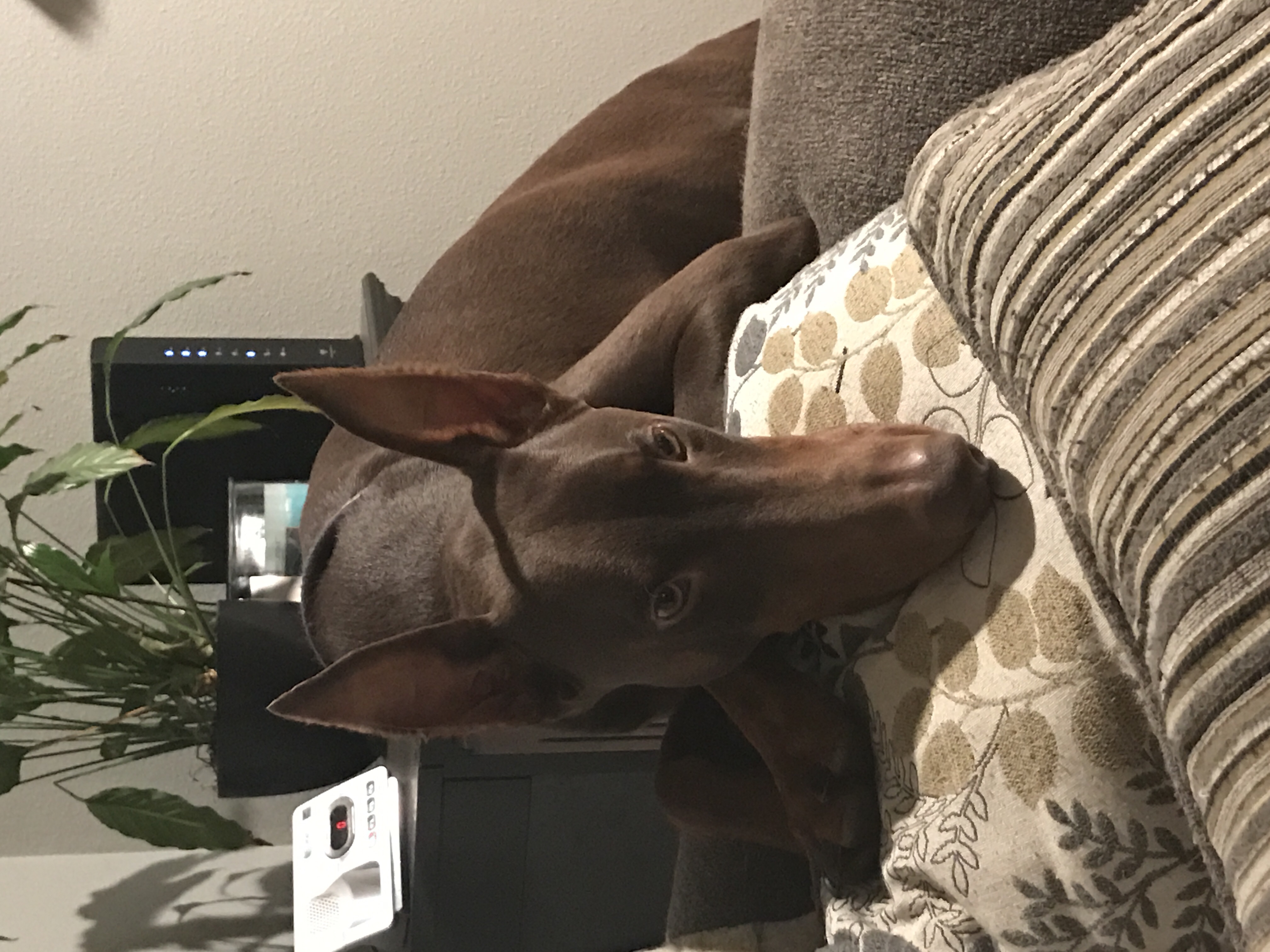 Beau. Love this dog! | Scrolller