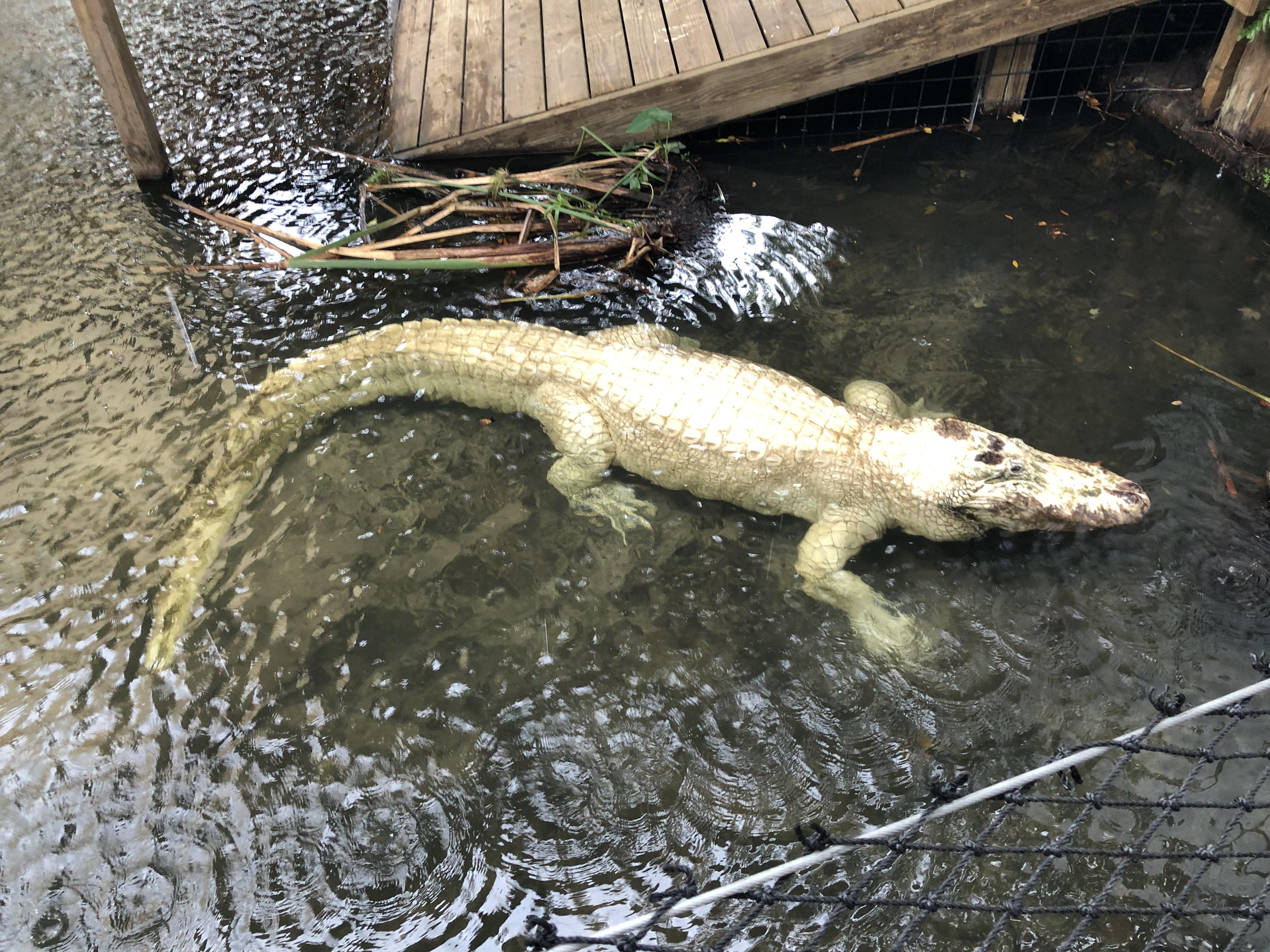 Beautiful albino gator i saw 😚 | Scrolller