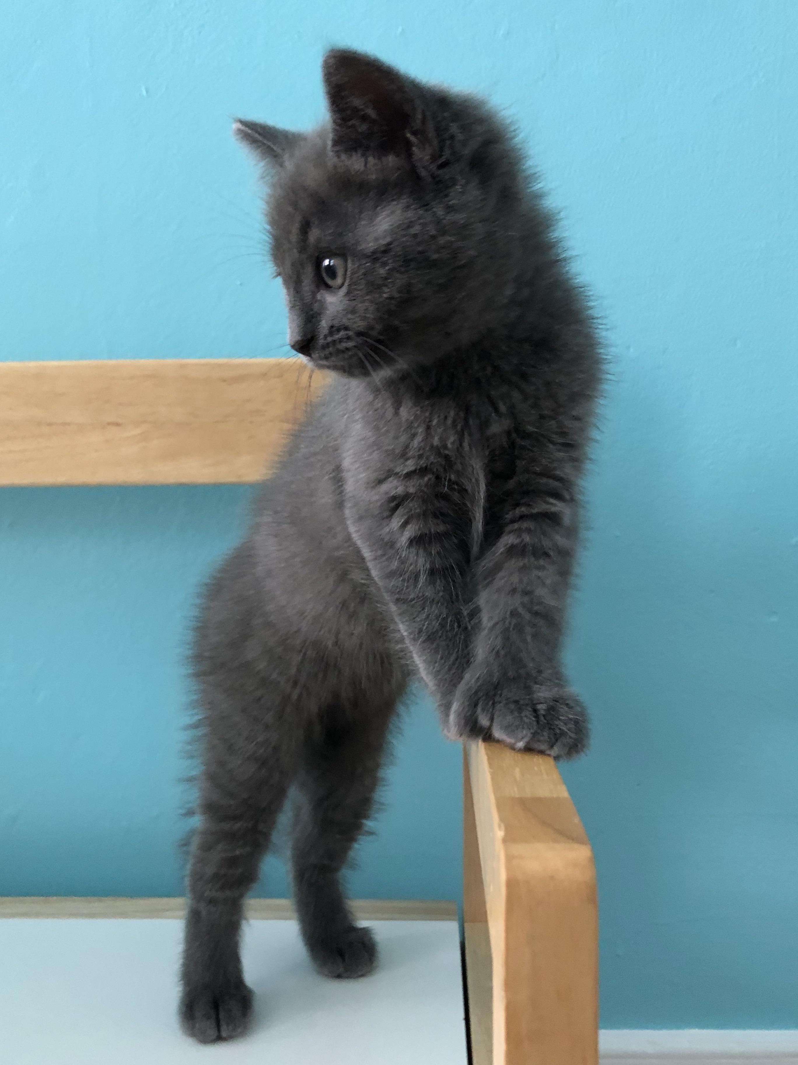 Beautiful Bella showing off her mittens | Scrolller