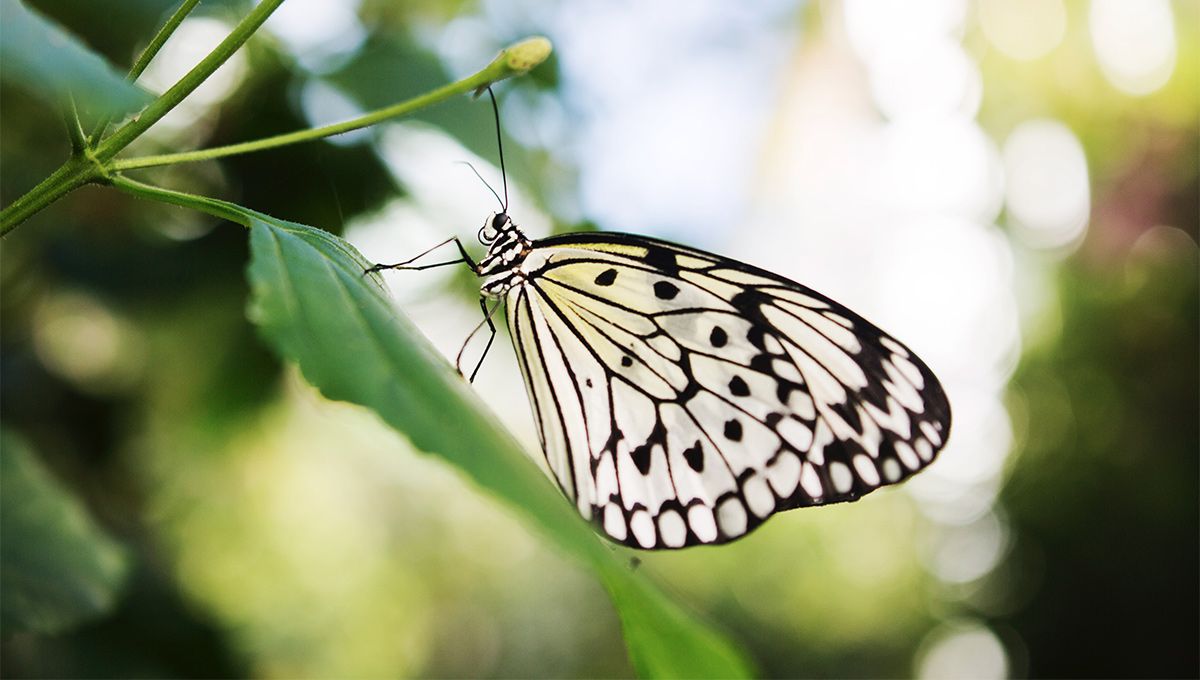 Beautiful black and white butterfly | Scrolller