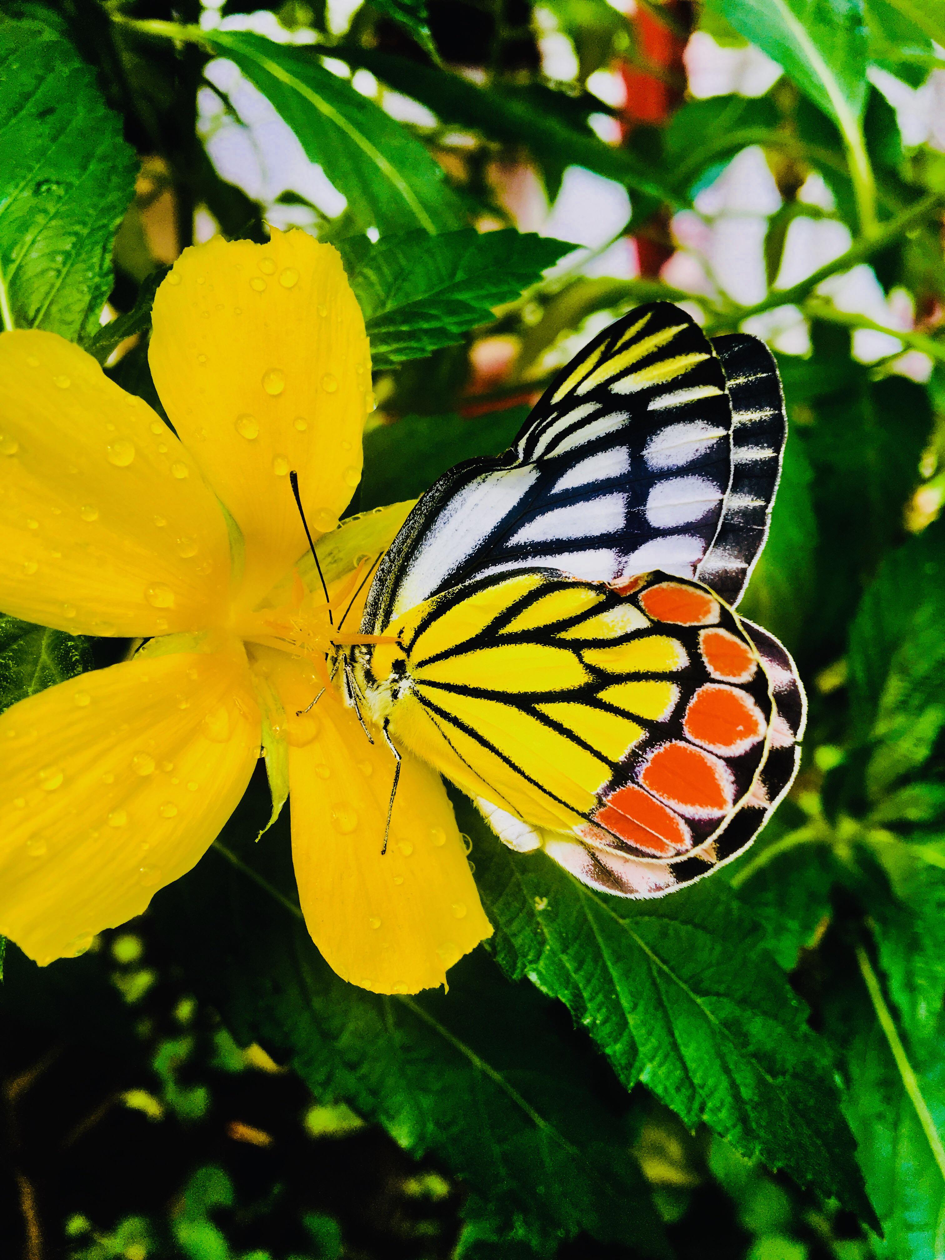 🔥 Beautiful butterfly | Scrolller