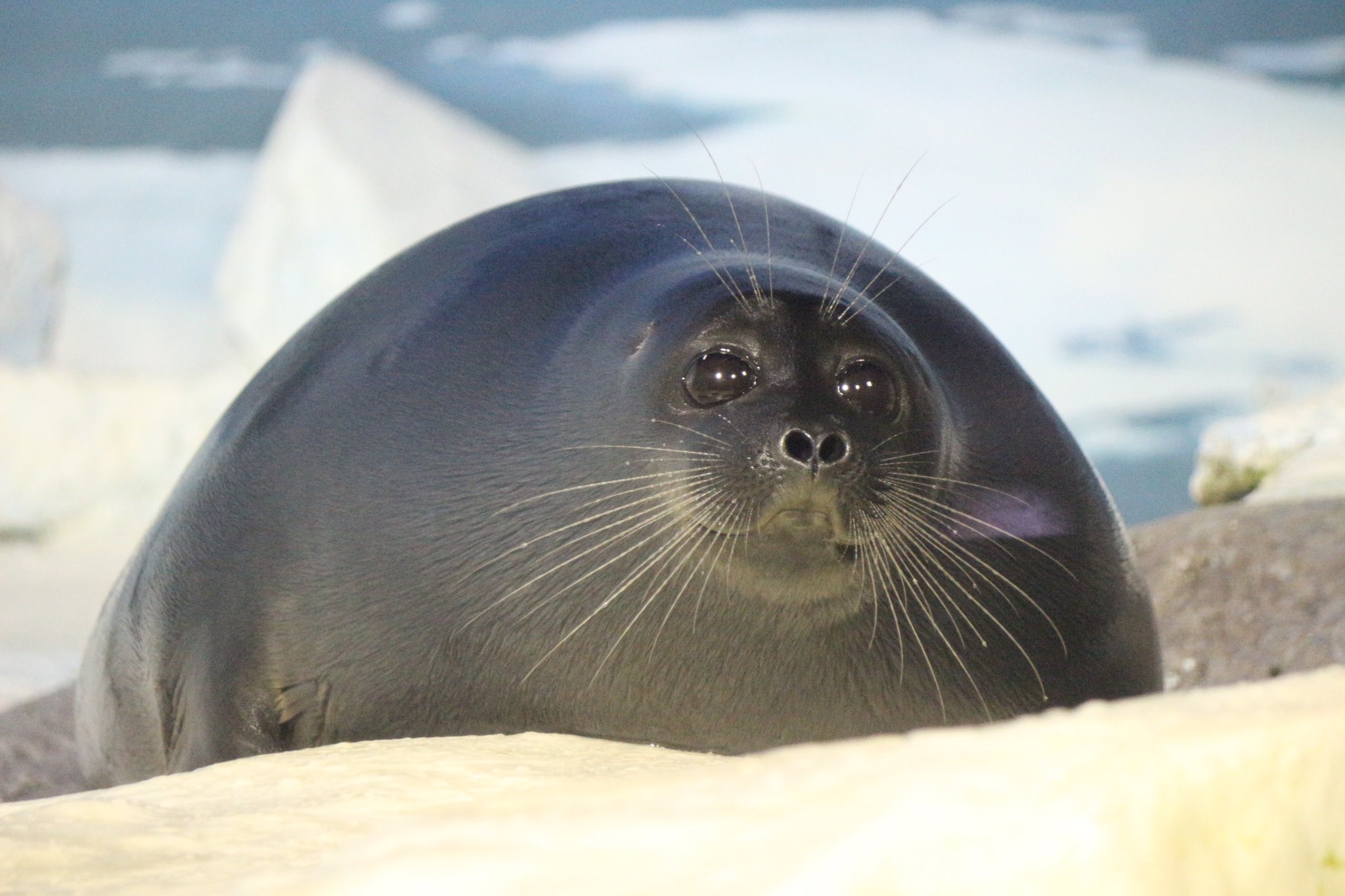 Beautiful chonker | Scrolller