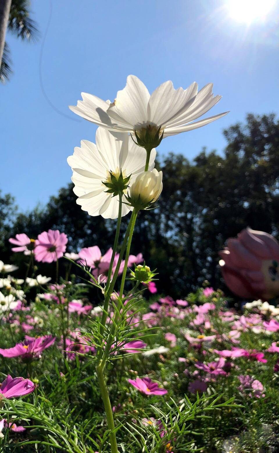 Beautiful flower | Scrolller