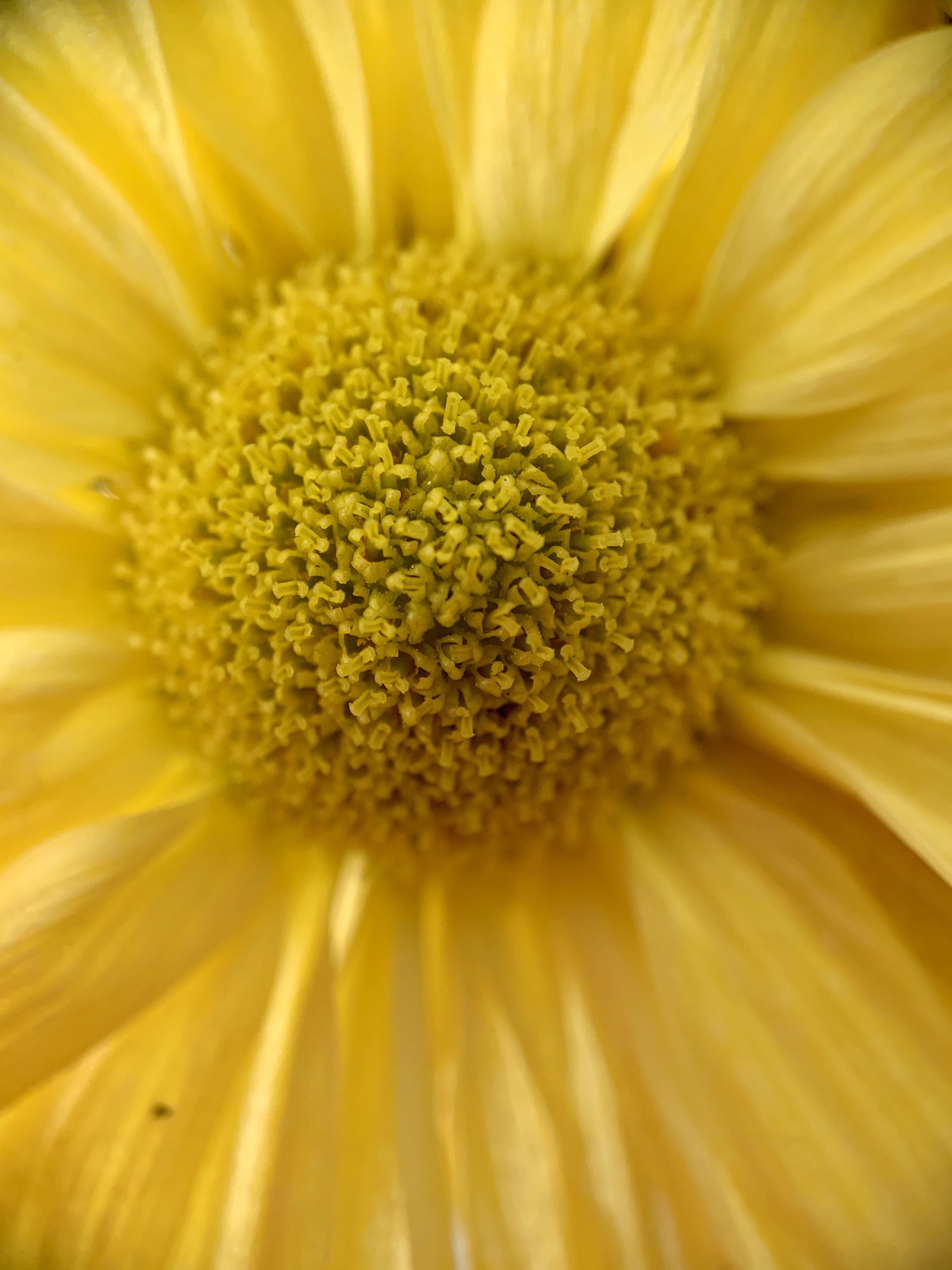 Beautiful flower power | Scrolller