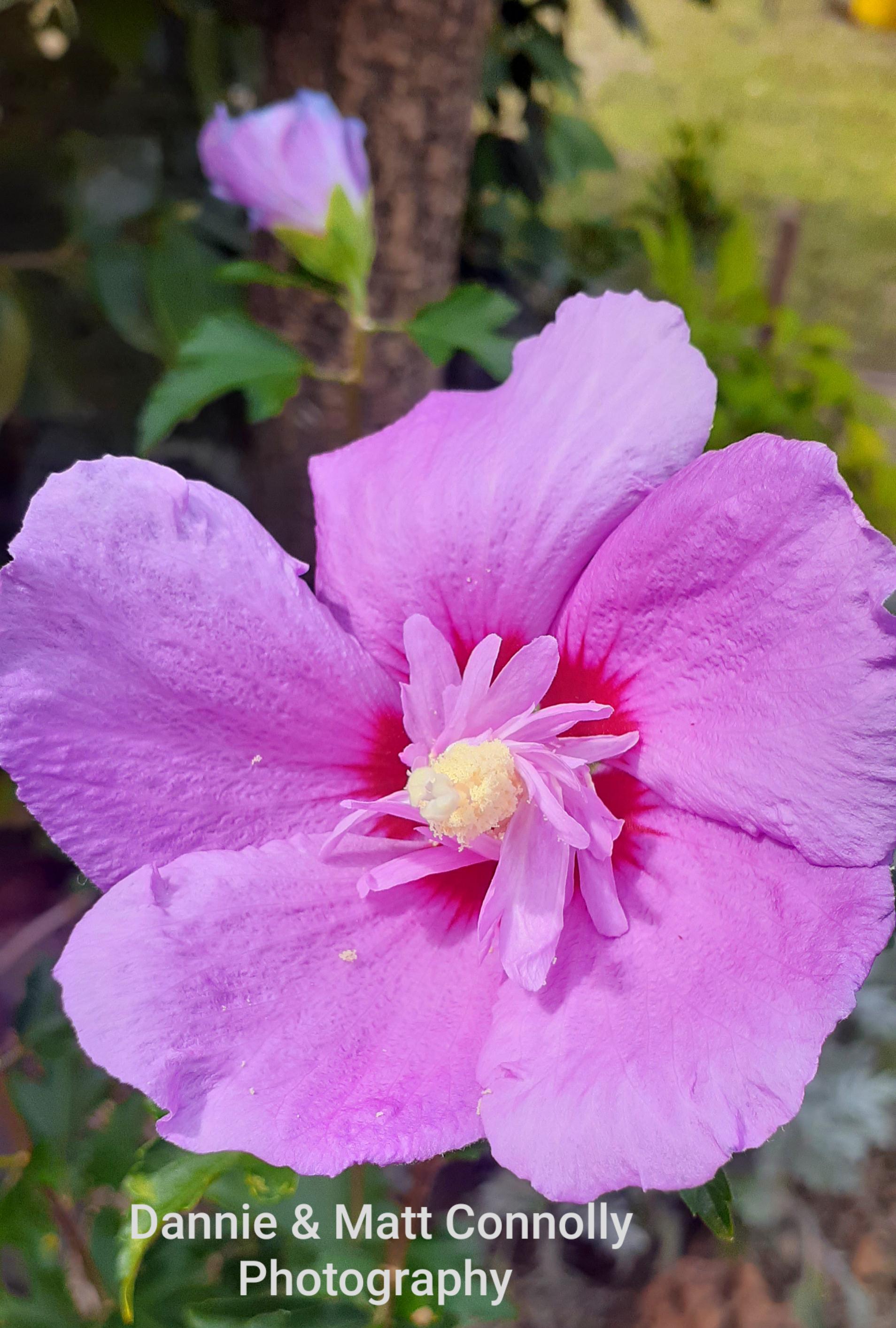 Beautiful Hibiscus | Scrolller