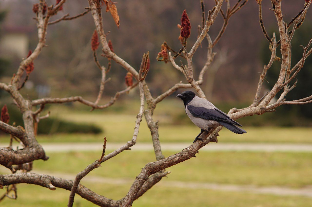 Beautiful hooded crow | Scrolller