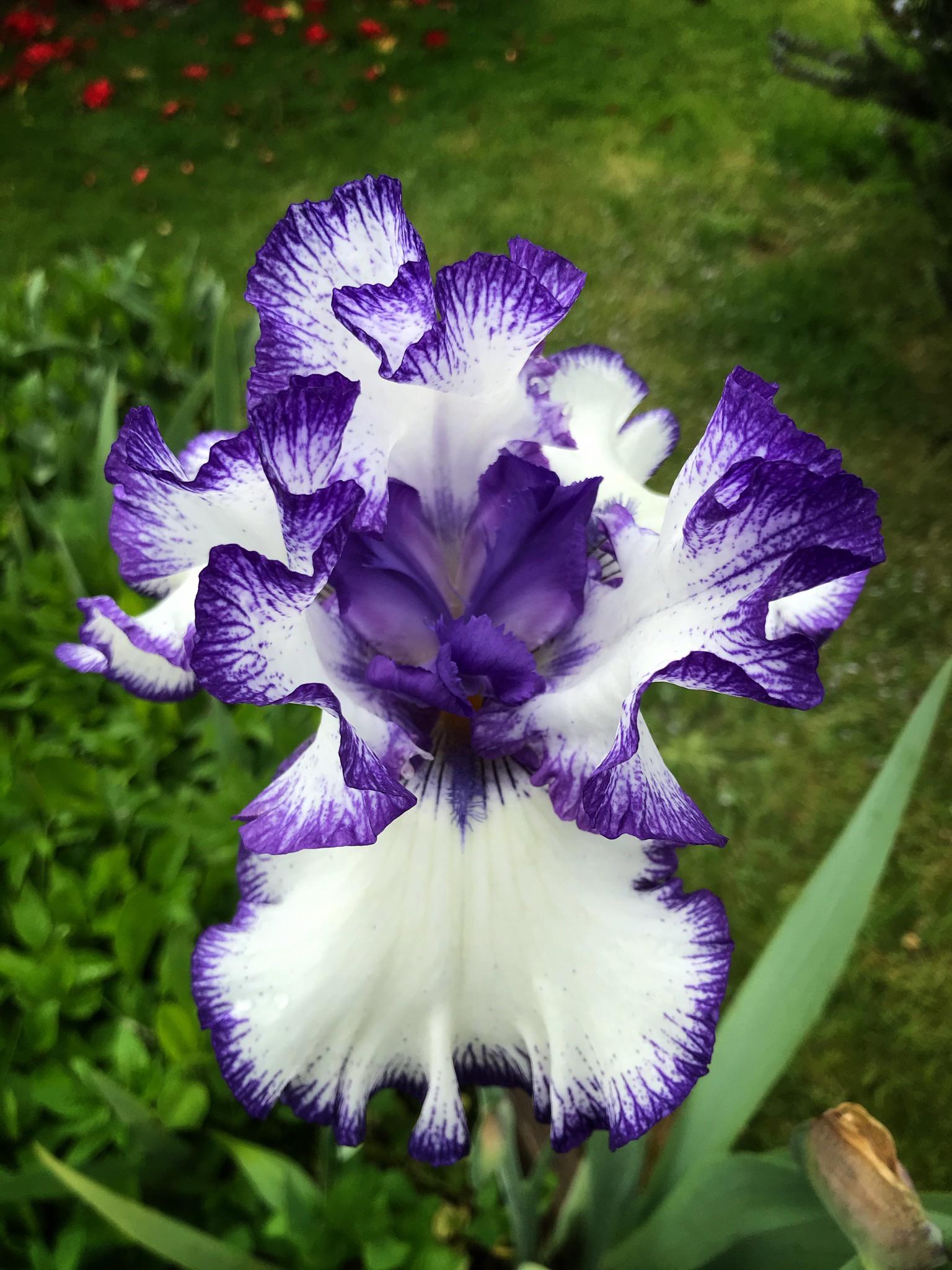 Beautiful iris- I think a bearded iris? | Scrolller