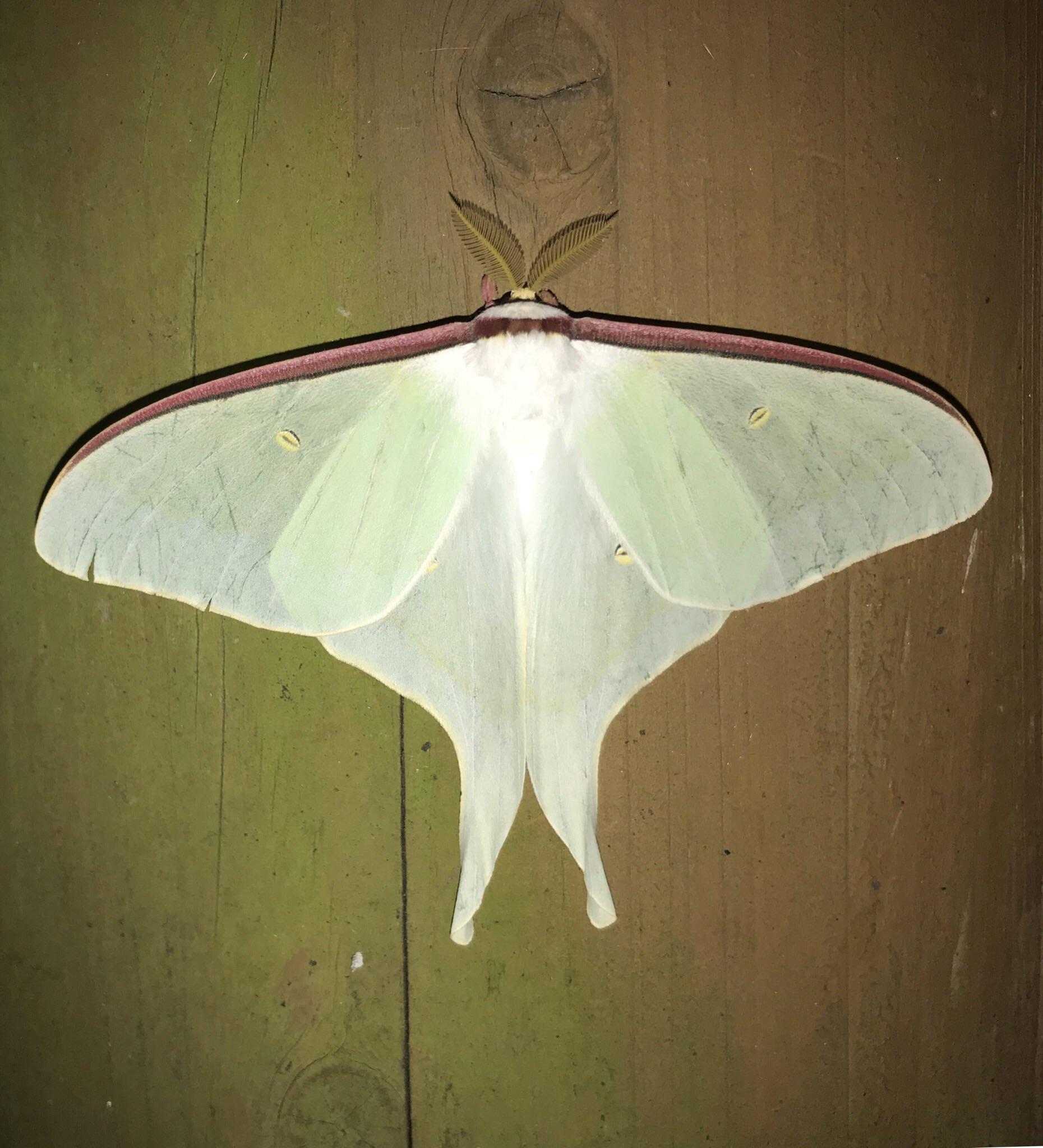 Beautiful Japanese luna moth! | Scrolller
