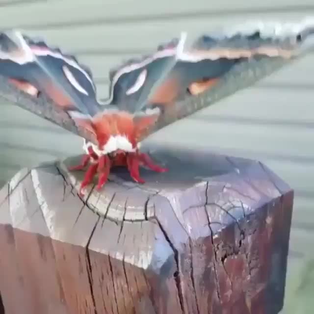beautiful moth | Scrolller