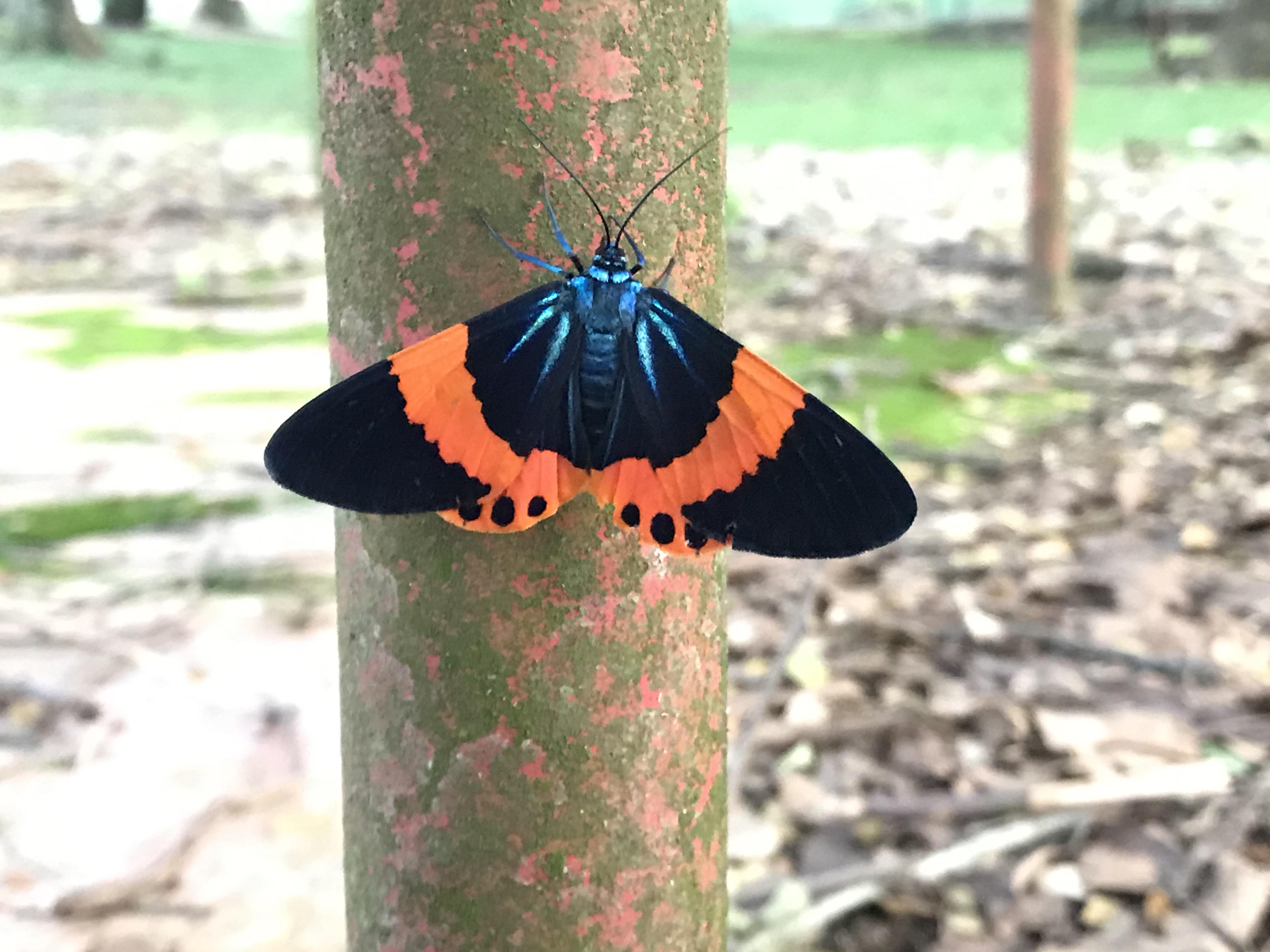 Beautiful moth, malaysia | Scrolller