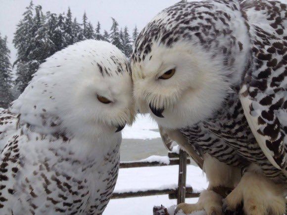 Discover more like Owls: Beautiful Owl and Related Content | Scrolller