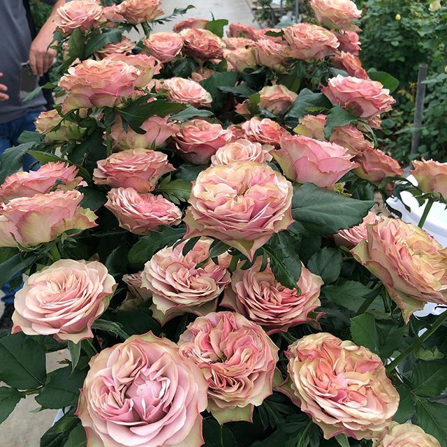 Beautiful roses | Scrolller