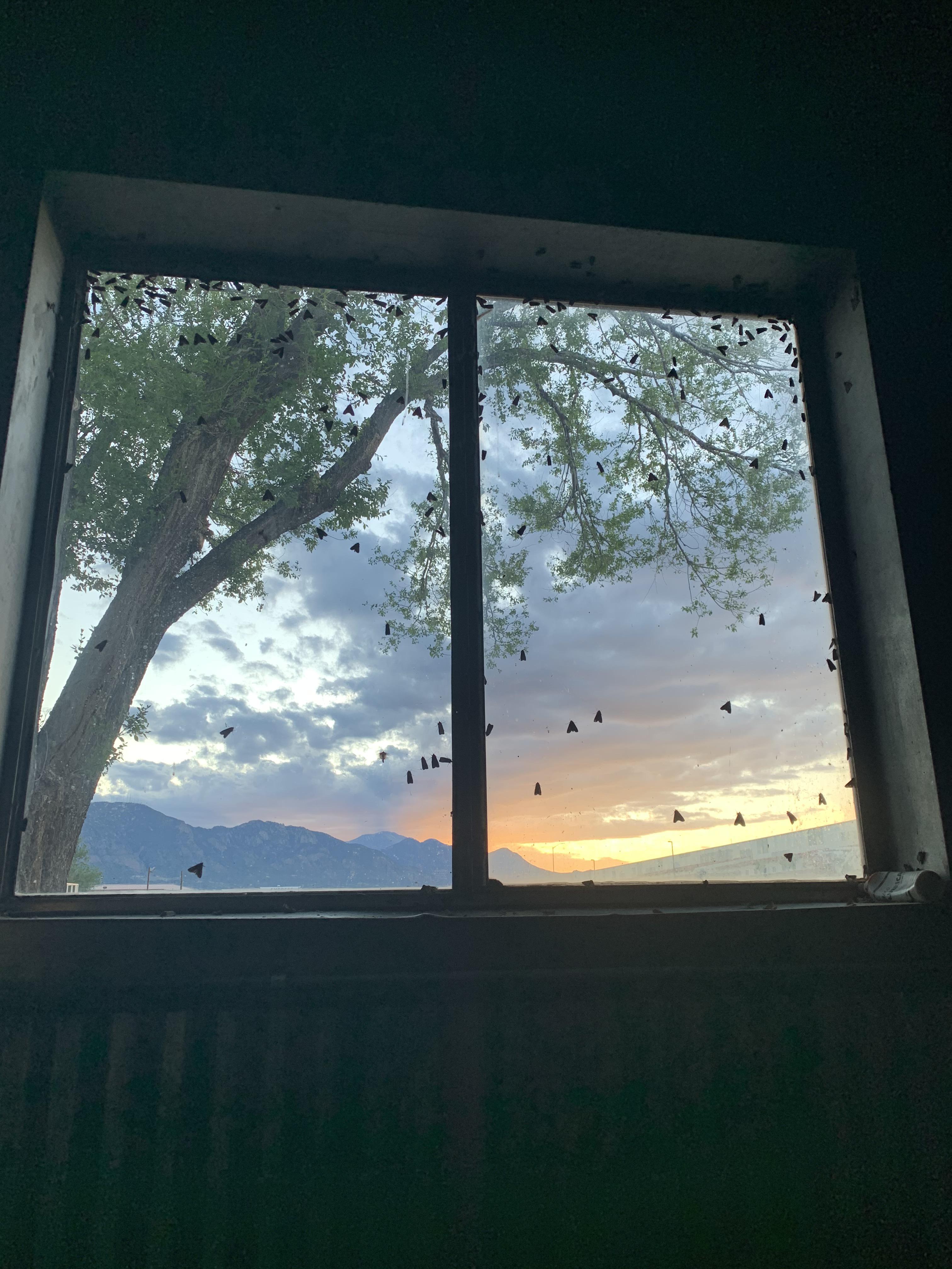 Beautiful sunset-aaaaaaaaah moths everywhere!!!! | Scrolller