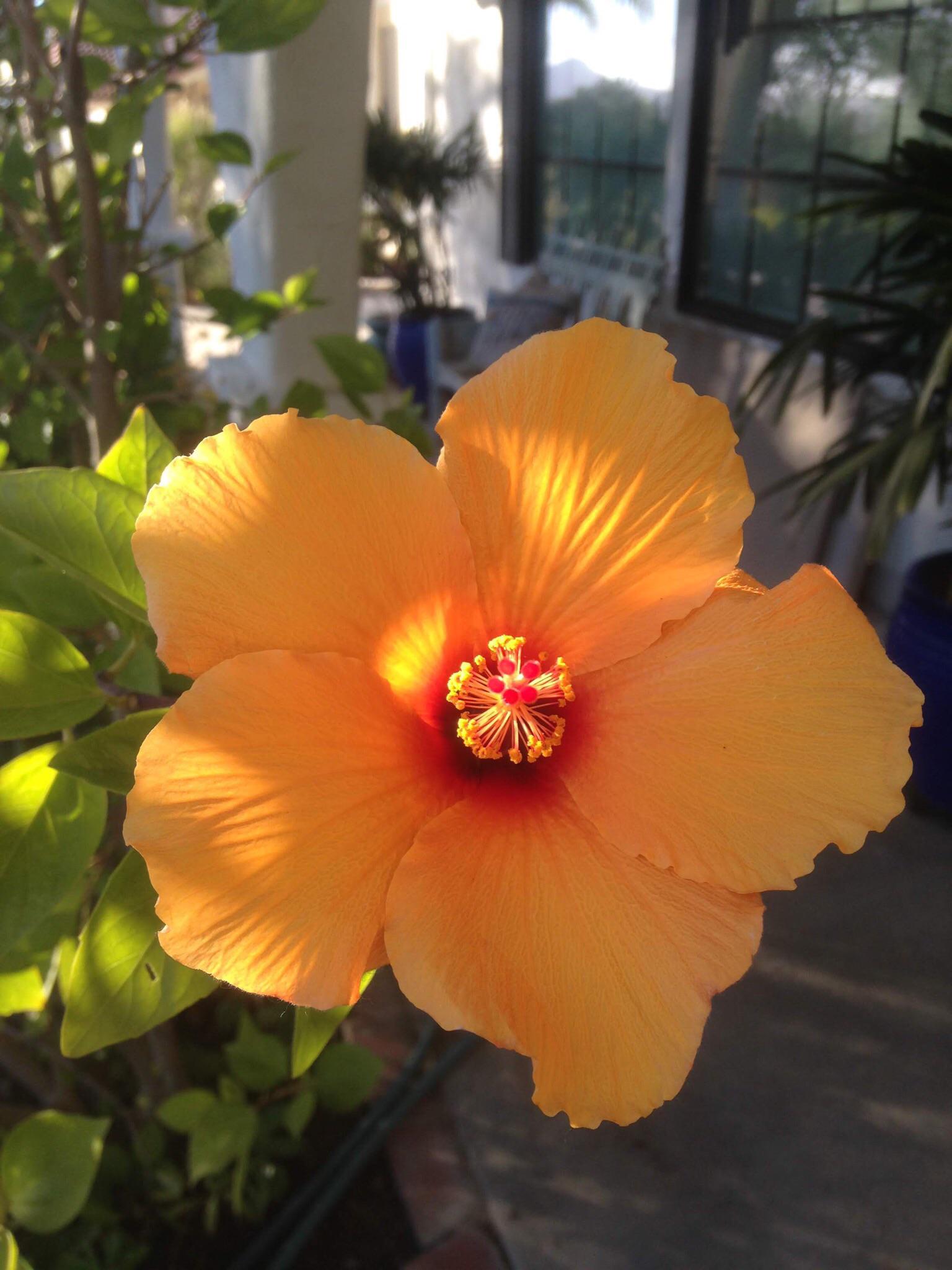 Beautiful Yellow Hibiscus | Scrolller