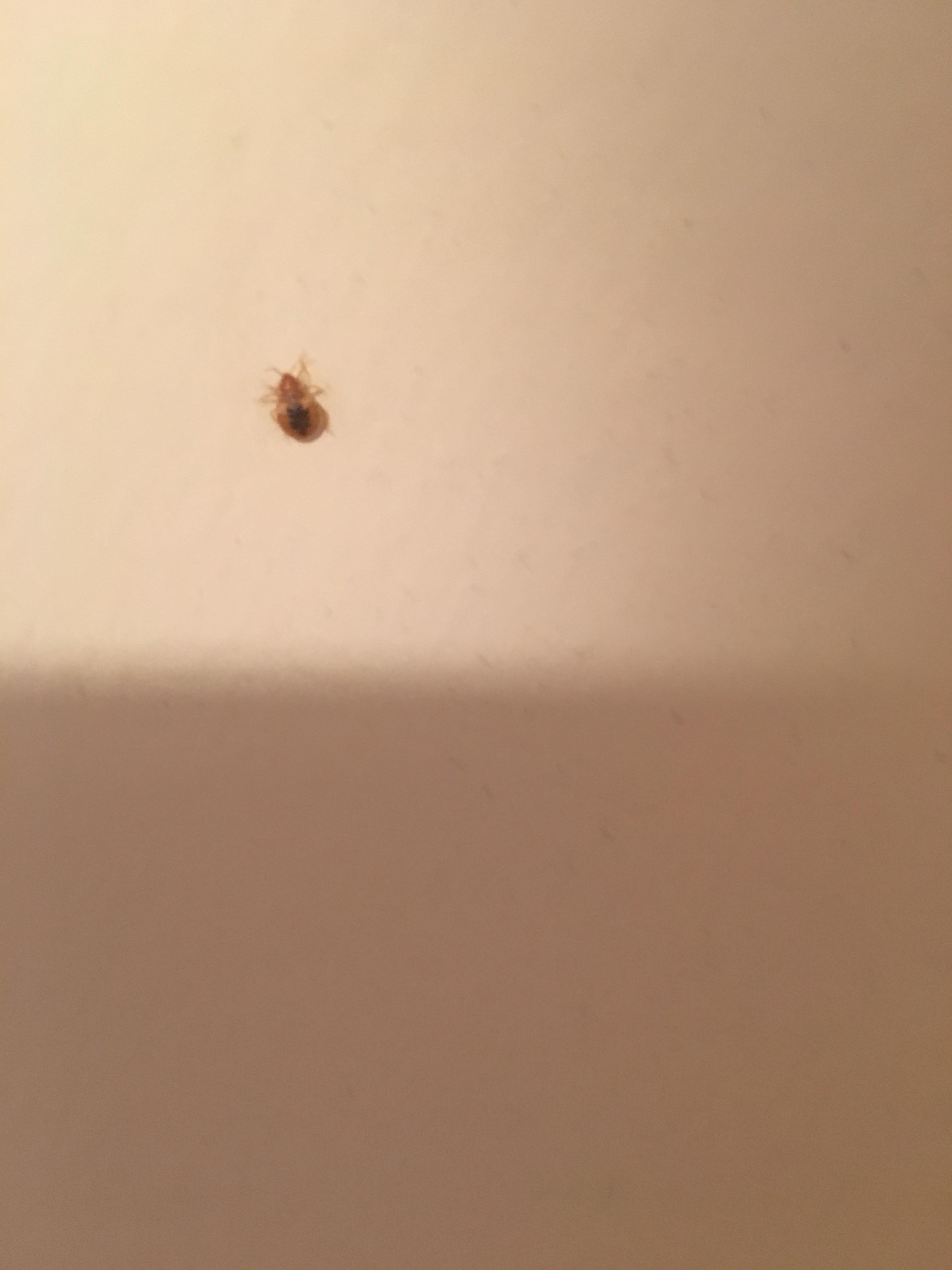 Bed bug? | Scrolller