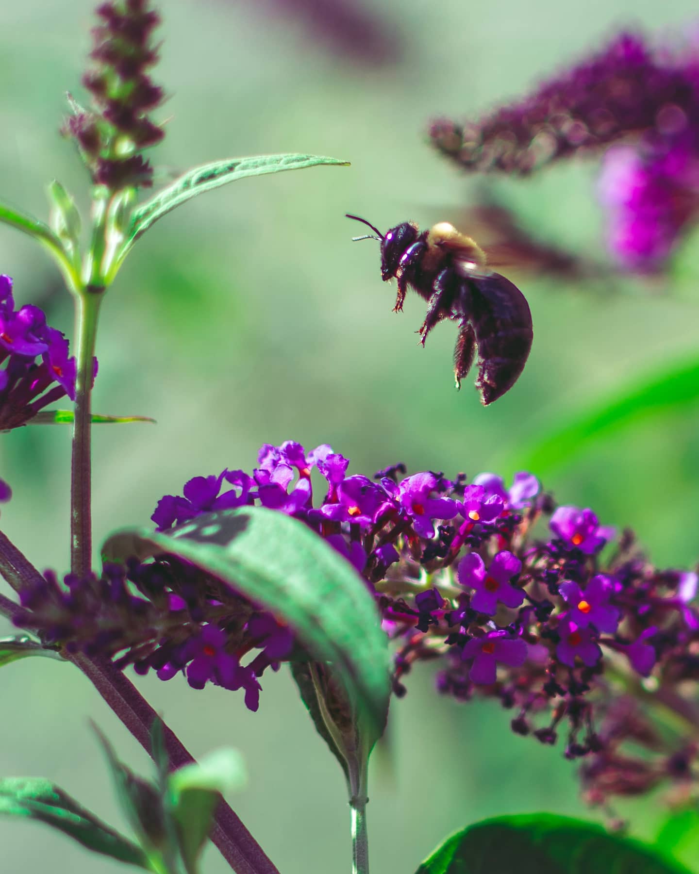 Bee in my backyard. | Scrolller