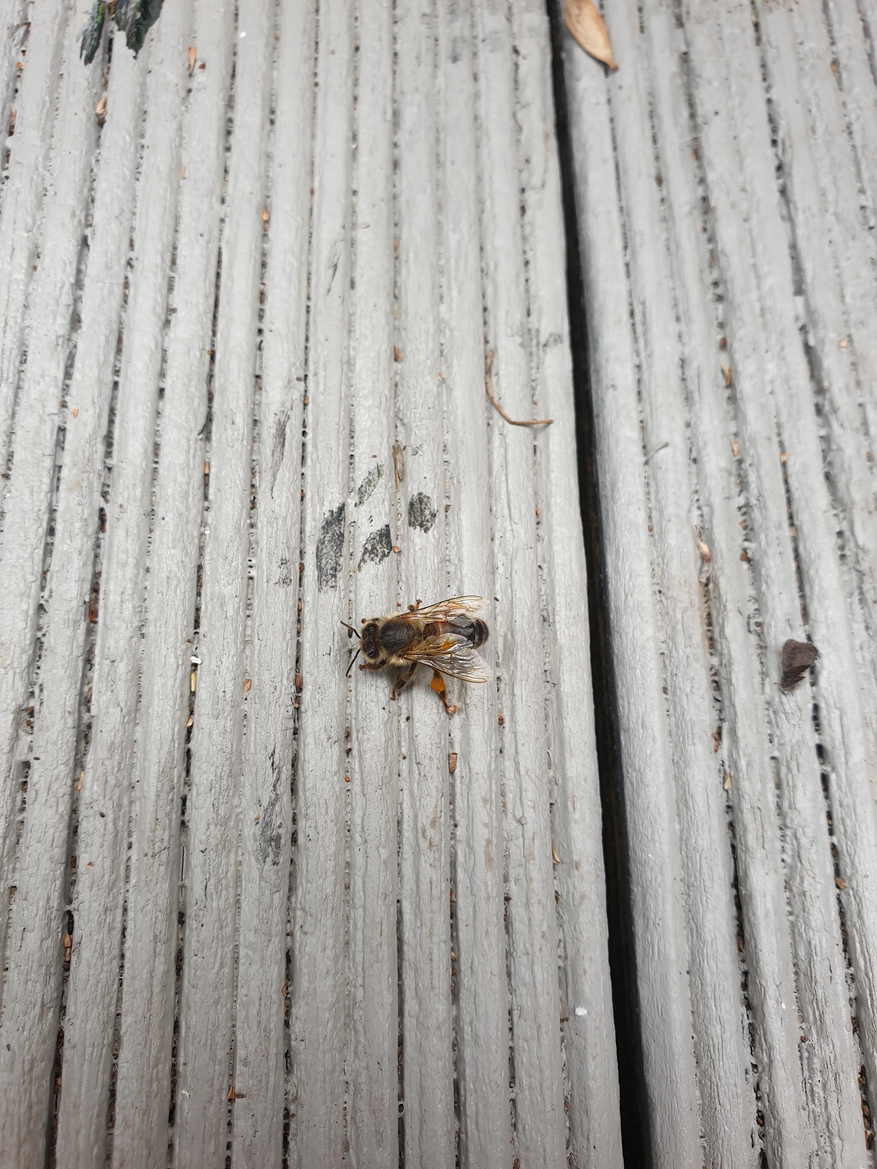 Bee or Wasp? | Scrolller