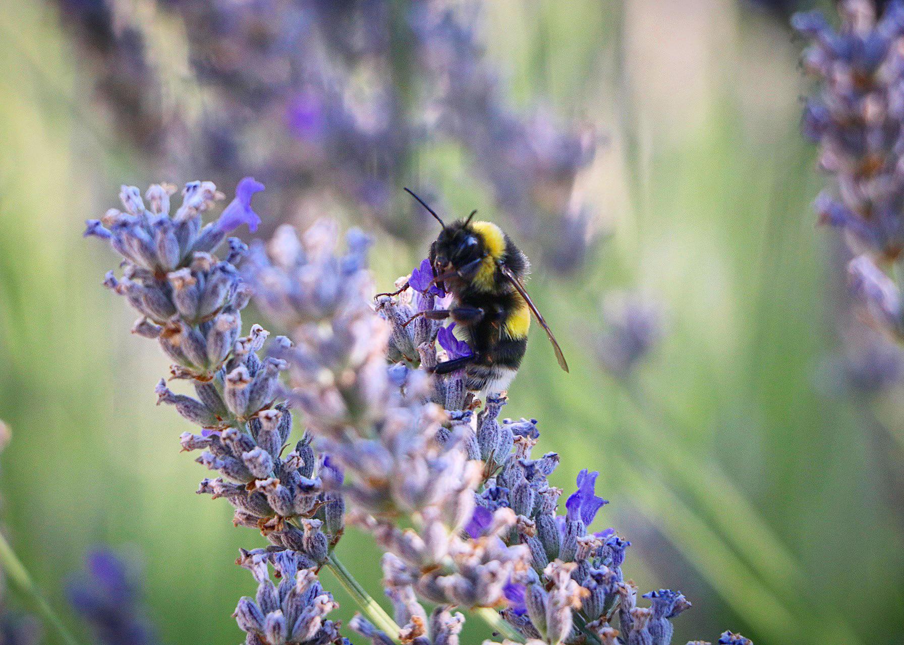 Bees buzzing in Lebanon 🇱🇧🐝 | Scrolller