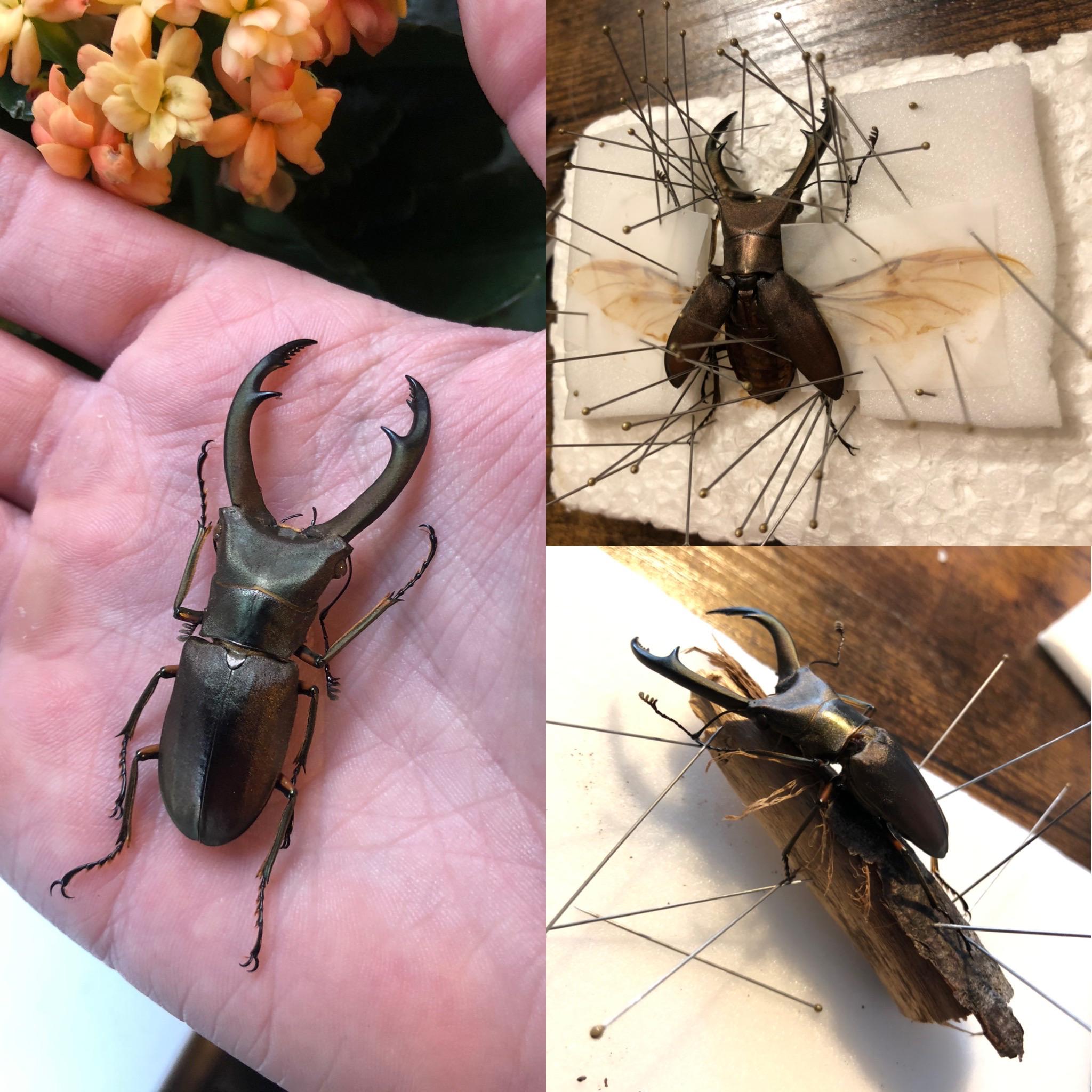 Before and after posing some stag beetles I got recently. Hoping to put one in a bell jar and ...