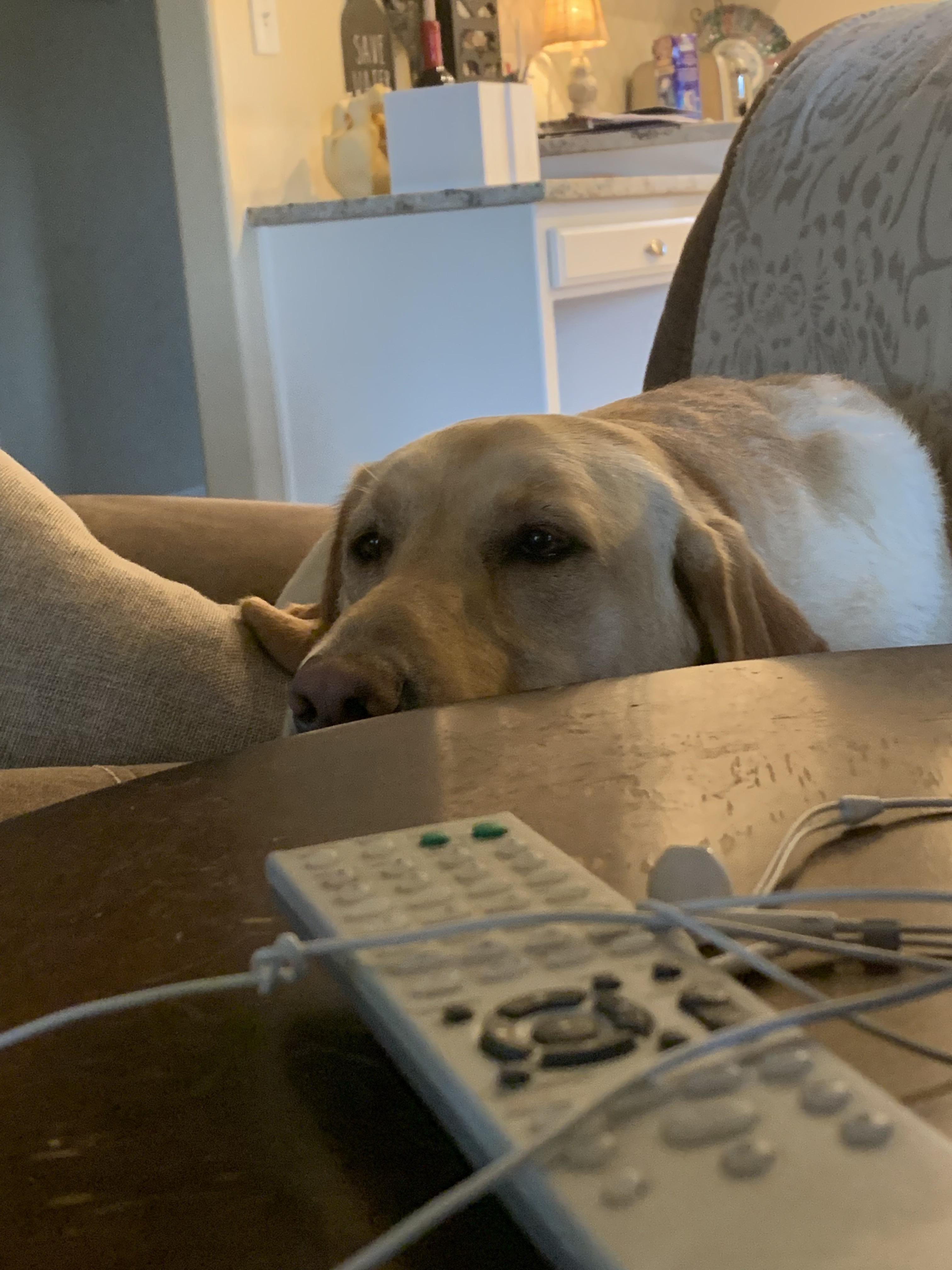 Begging from afar | Scrolller