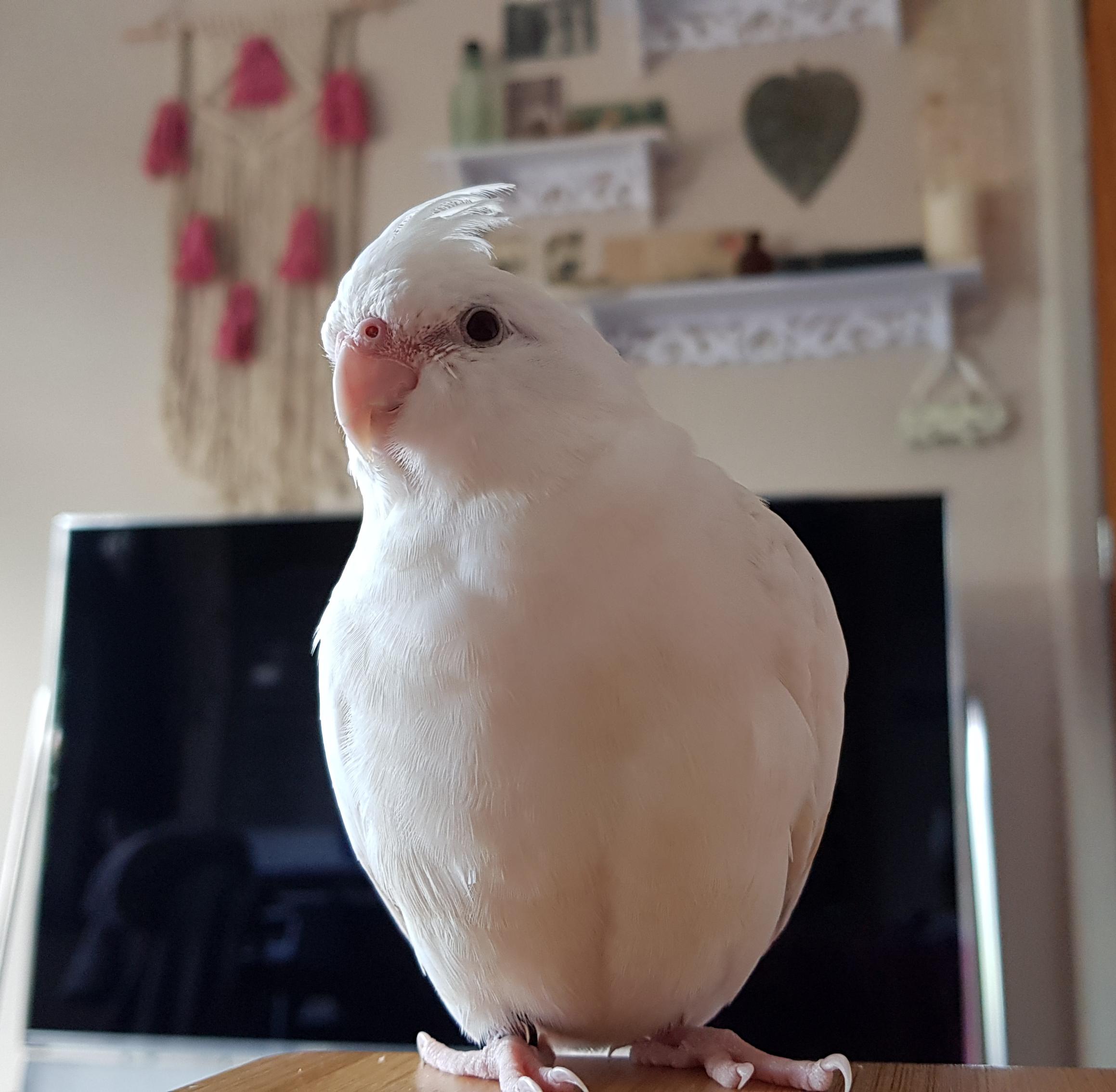 Behold, a pale borb | Scrolller