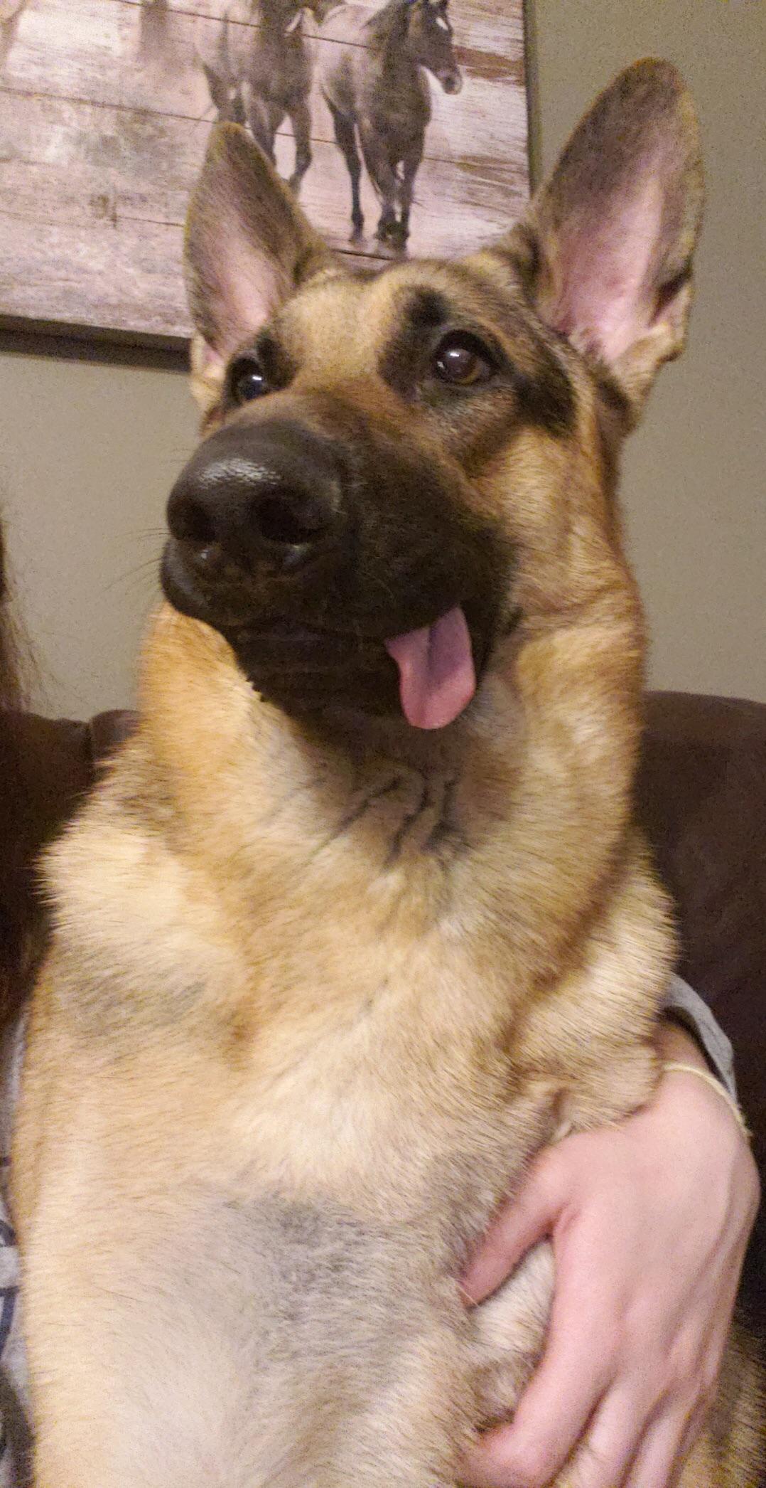 Behold, our majestic German Shepherd. | Scrolller